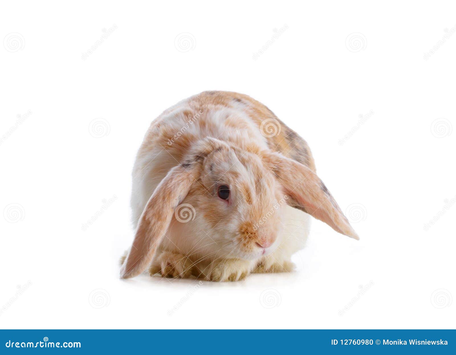 Cute Rabbit Over White Background Stock Photo - Image of fluffy, furry ...