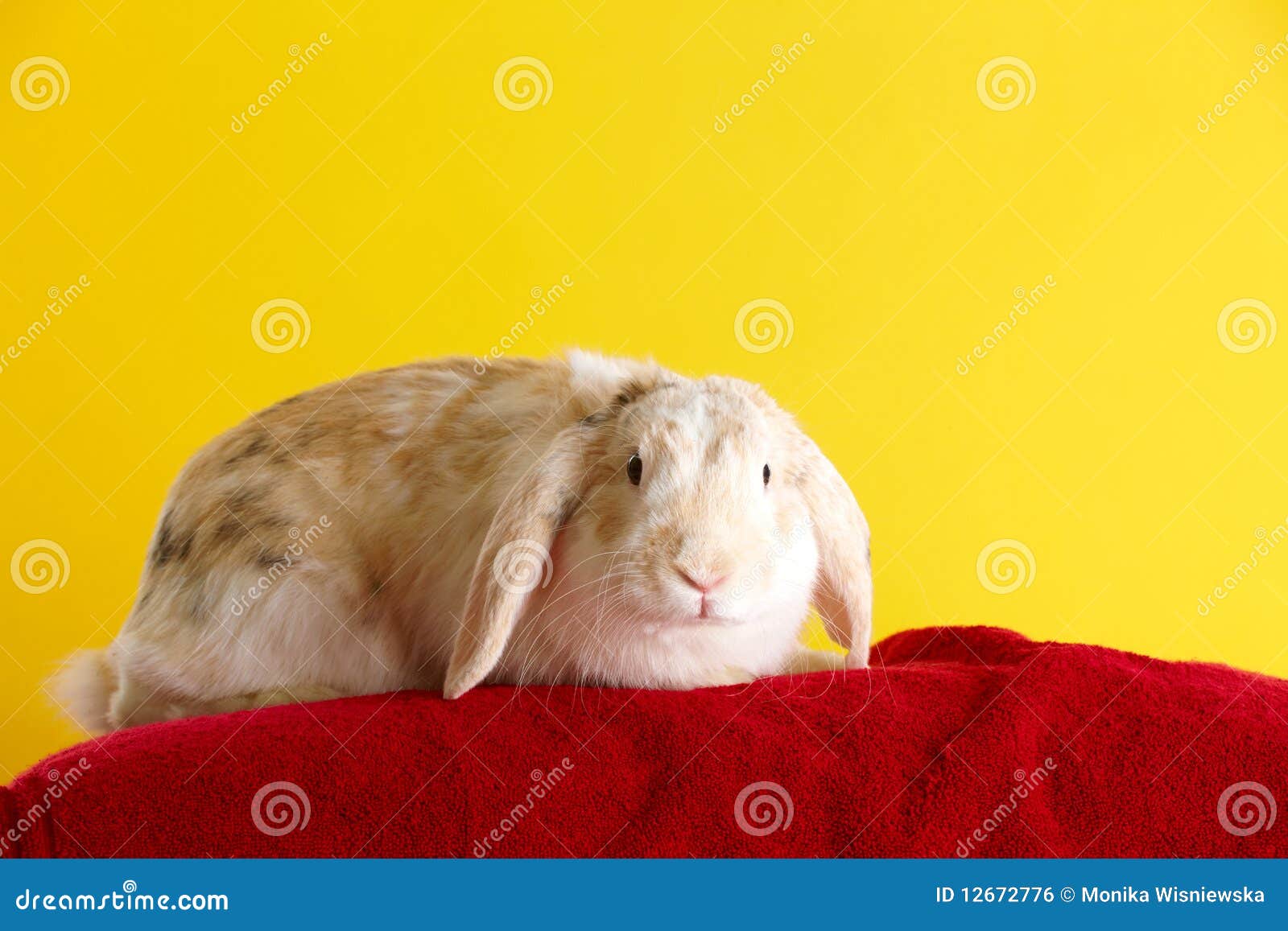 Cute Rabbit Over Yellow Background Stock Photo - Image of white ...