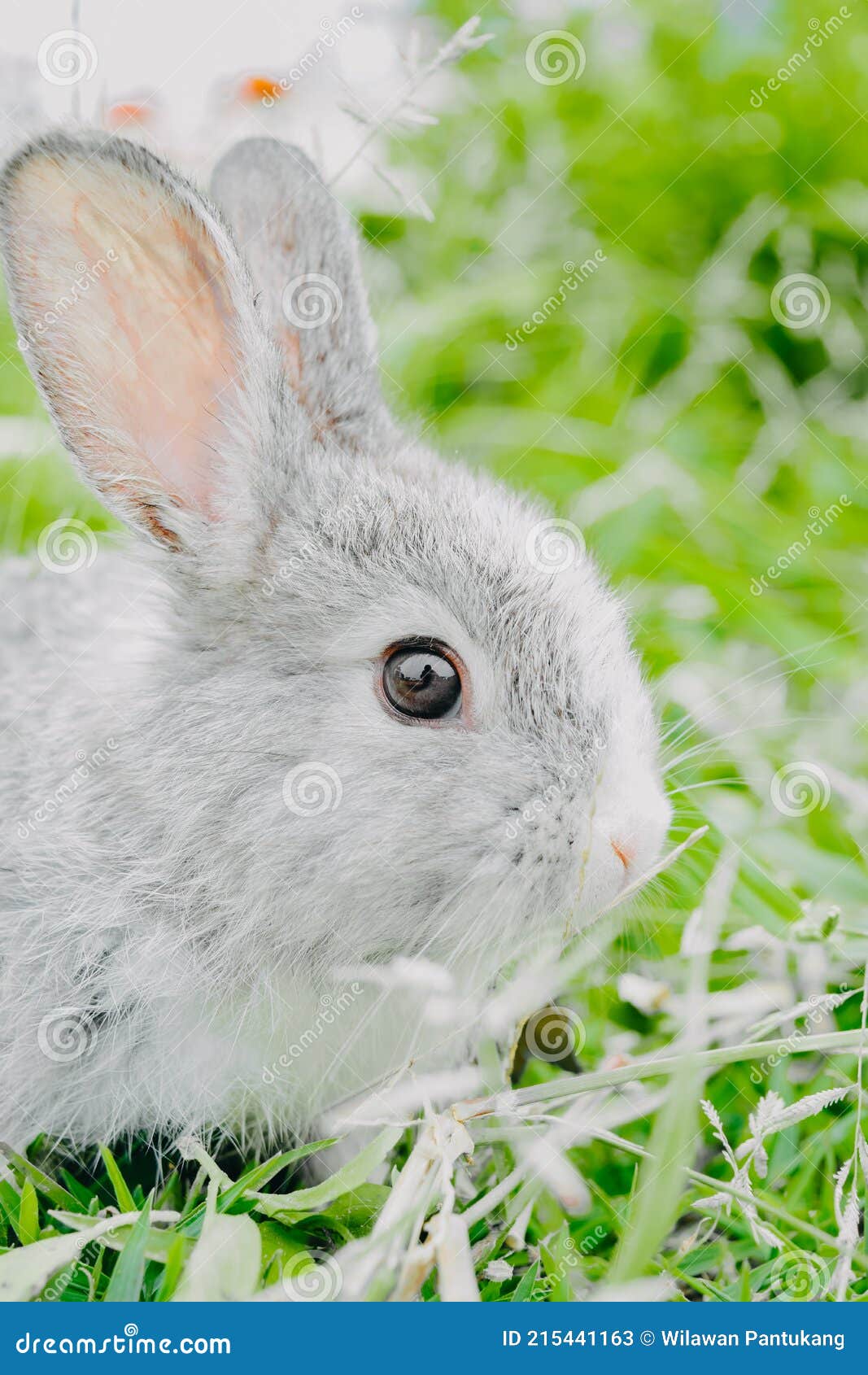 Cute Rabbit Photos on the Meadow Stock Image - Image of meadow, cute ...