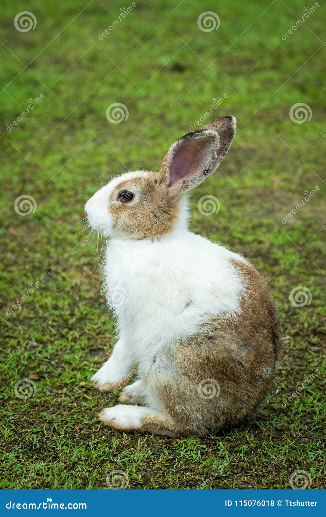 Cute rabbit. stock photo. Image of environment, beautiful - 115076018