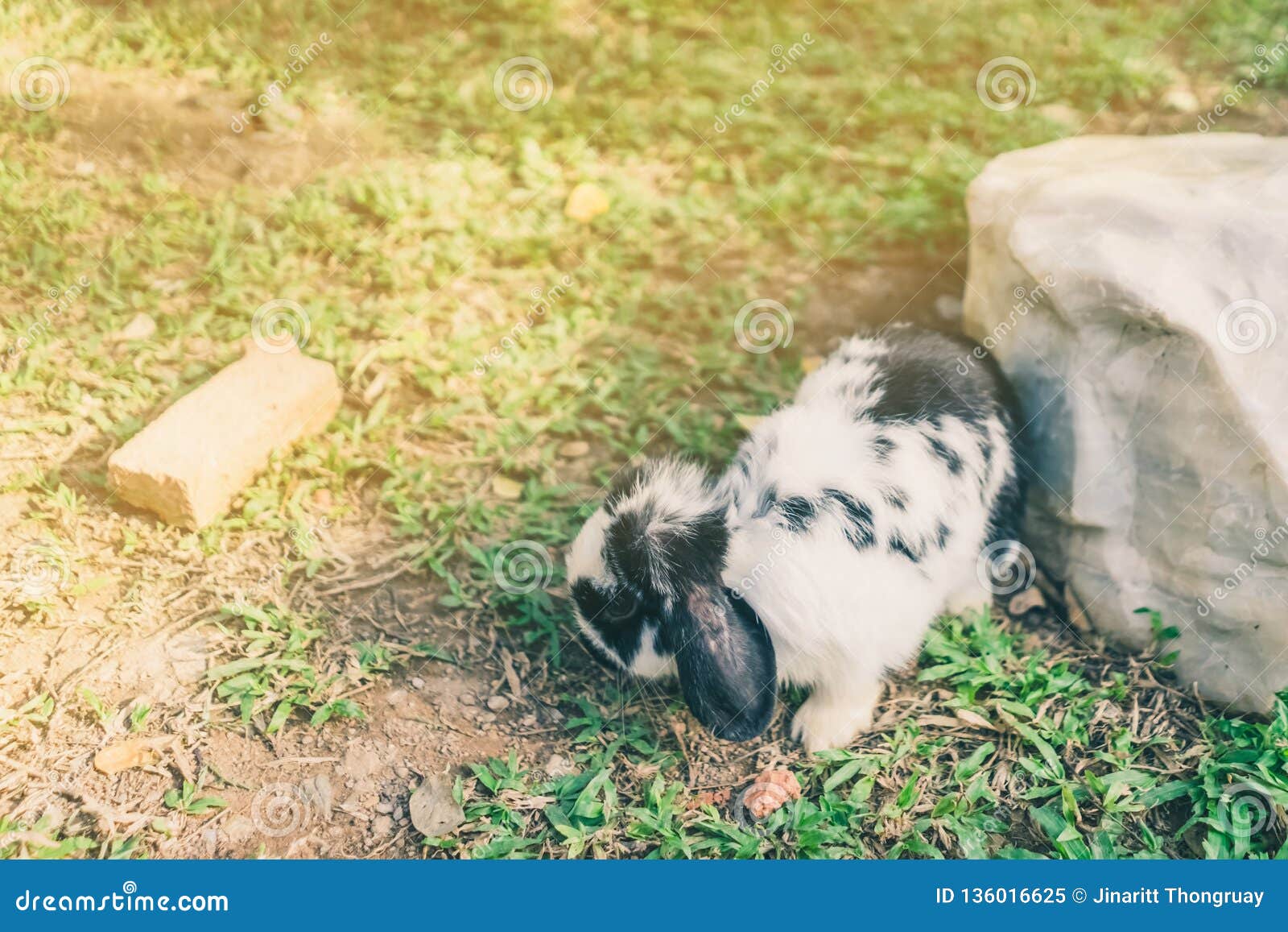 The cute rabbit is resting stock image. Image of feeding - 136016625