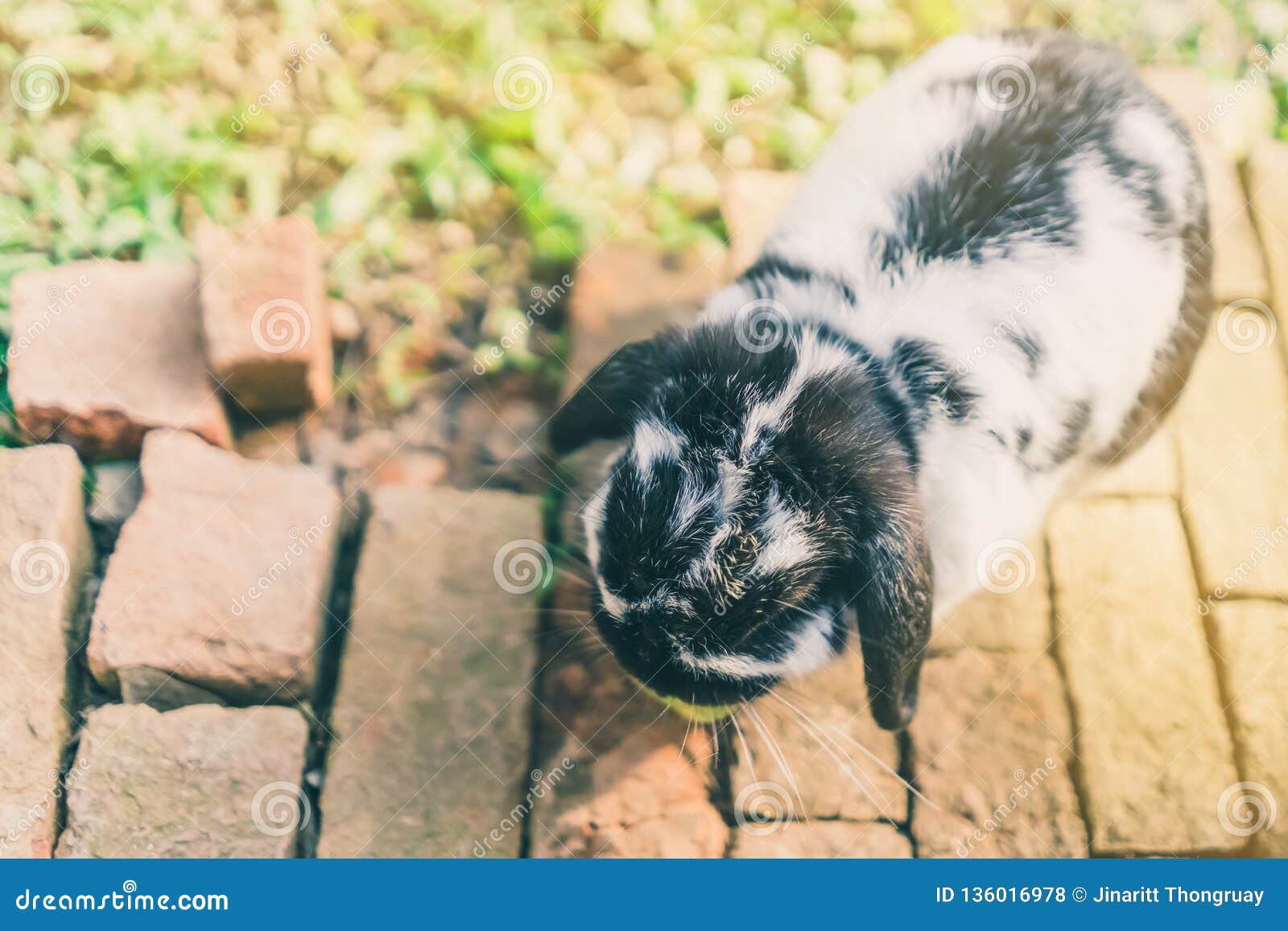 The cute rabbit is resting stock photo. Image of field - 136016978
