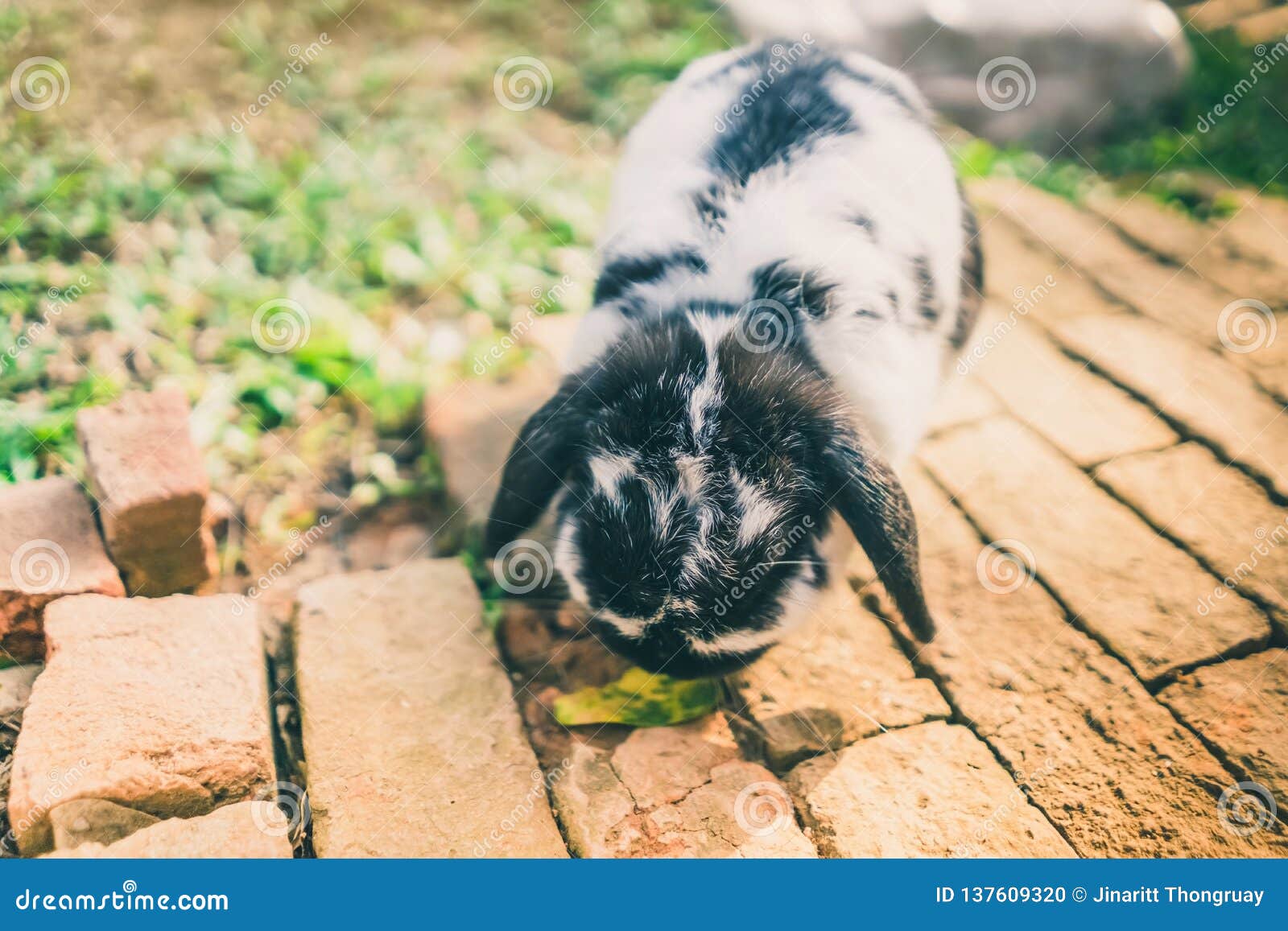 The cute rabbit is resting stock photo. Image of fluffy - 137609320