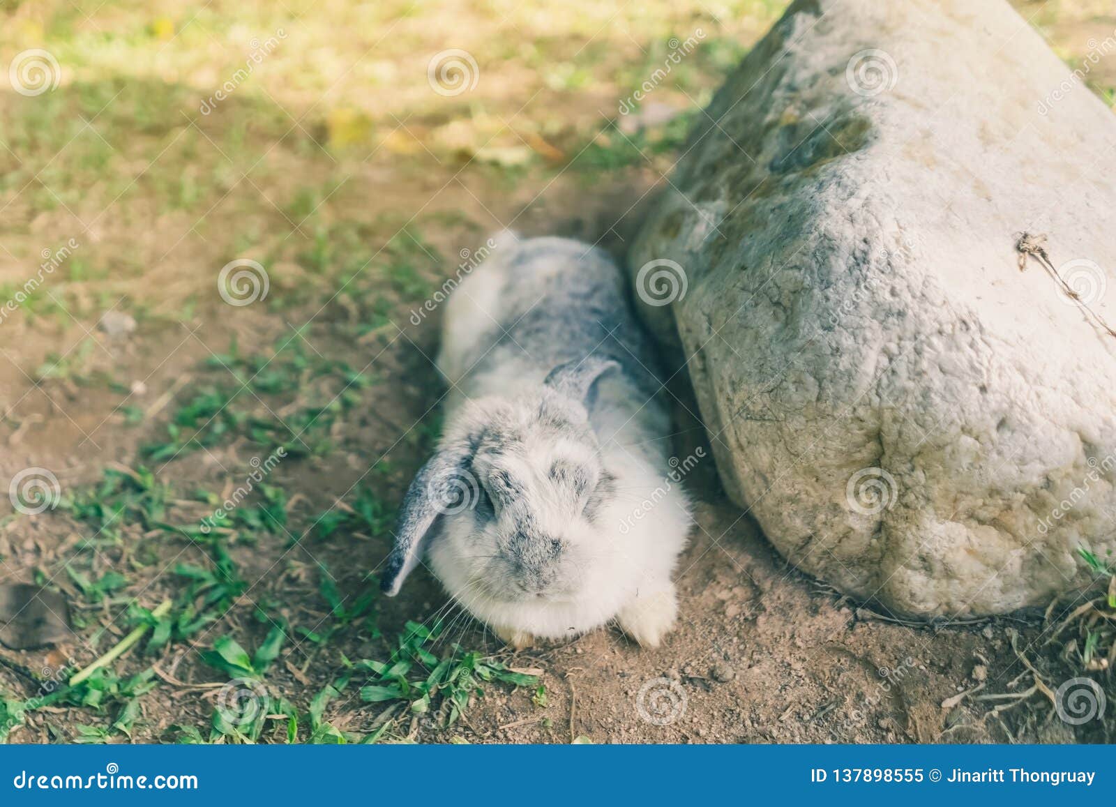 The cute rabbit is resting stock image. Image of fluffy - 137898555