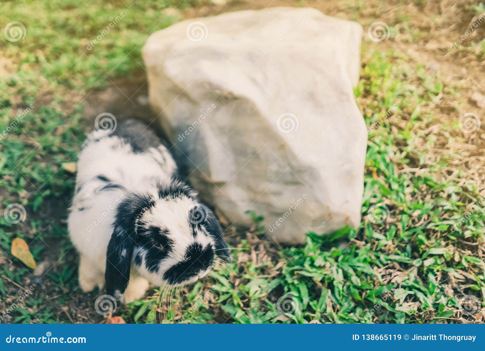 The cute rabbit is resting stock image. Image of grass - 138665119
