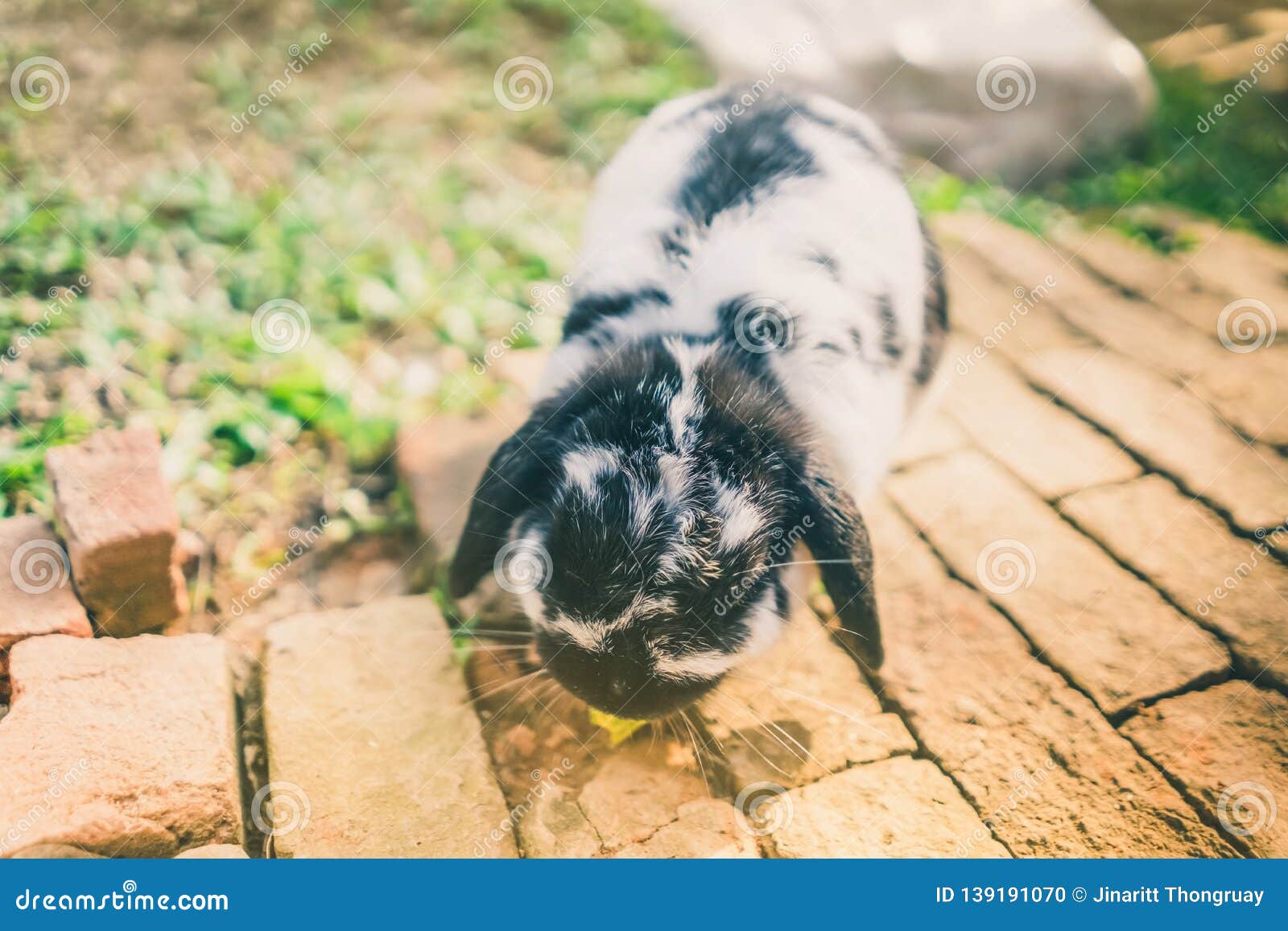 The cute rabbit is resting stock photo. Image of adorable - 139191070