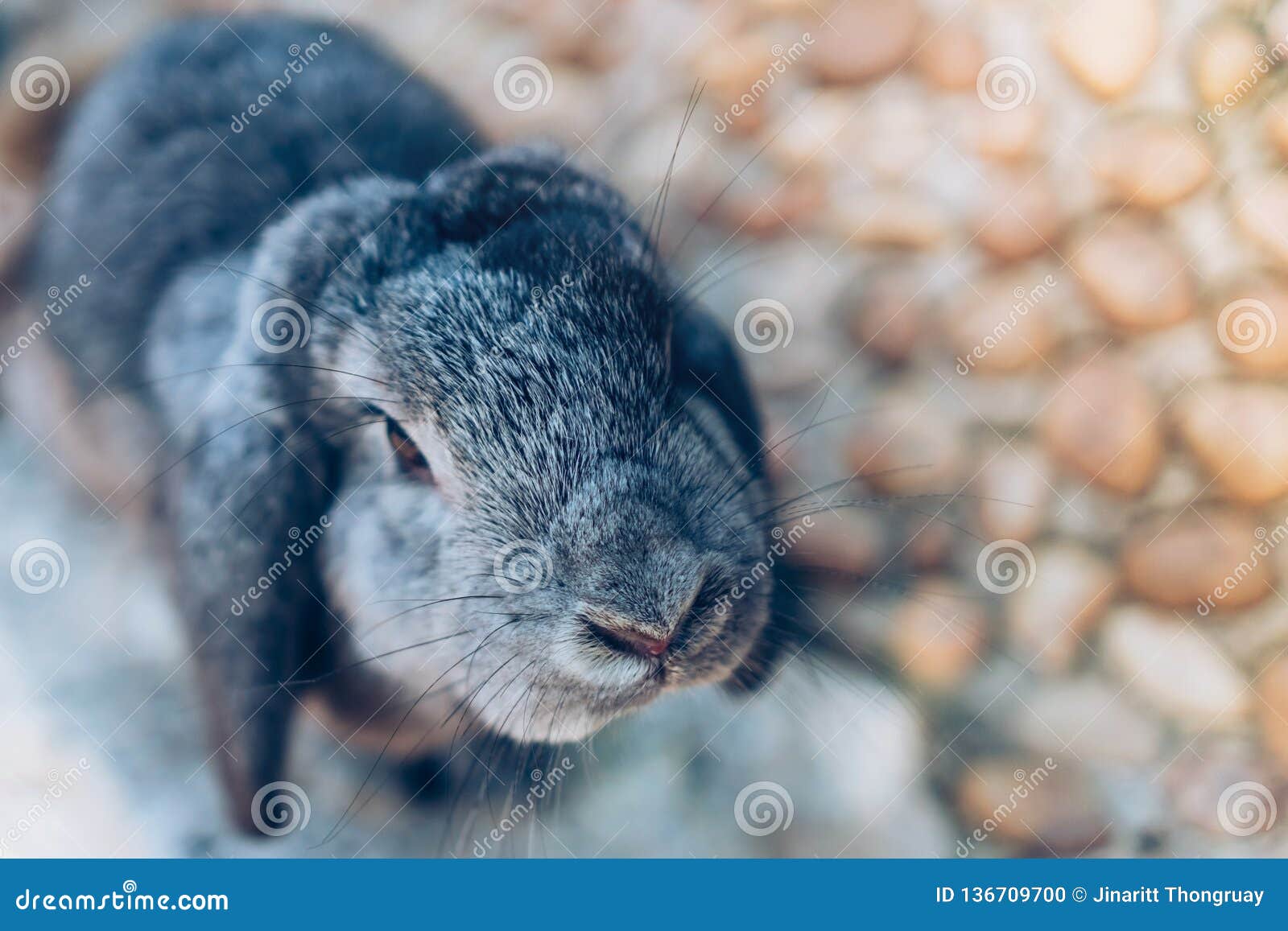 The cute rabbit is resting stock photo. Image of island - 136709700