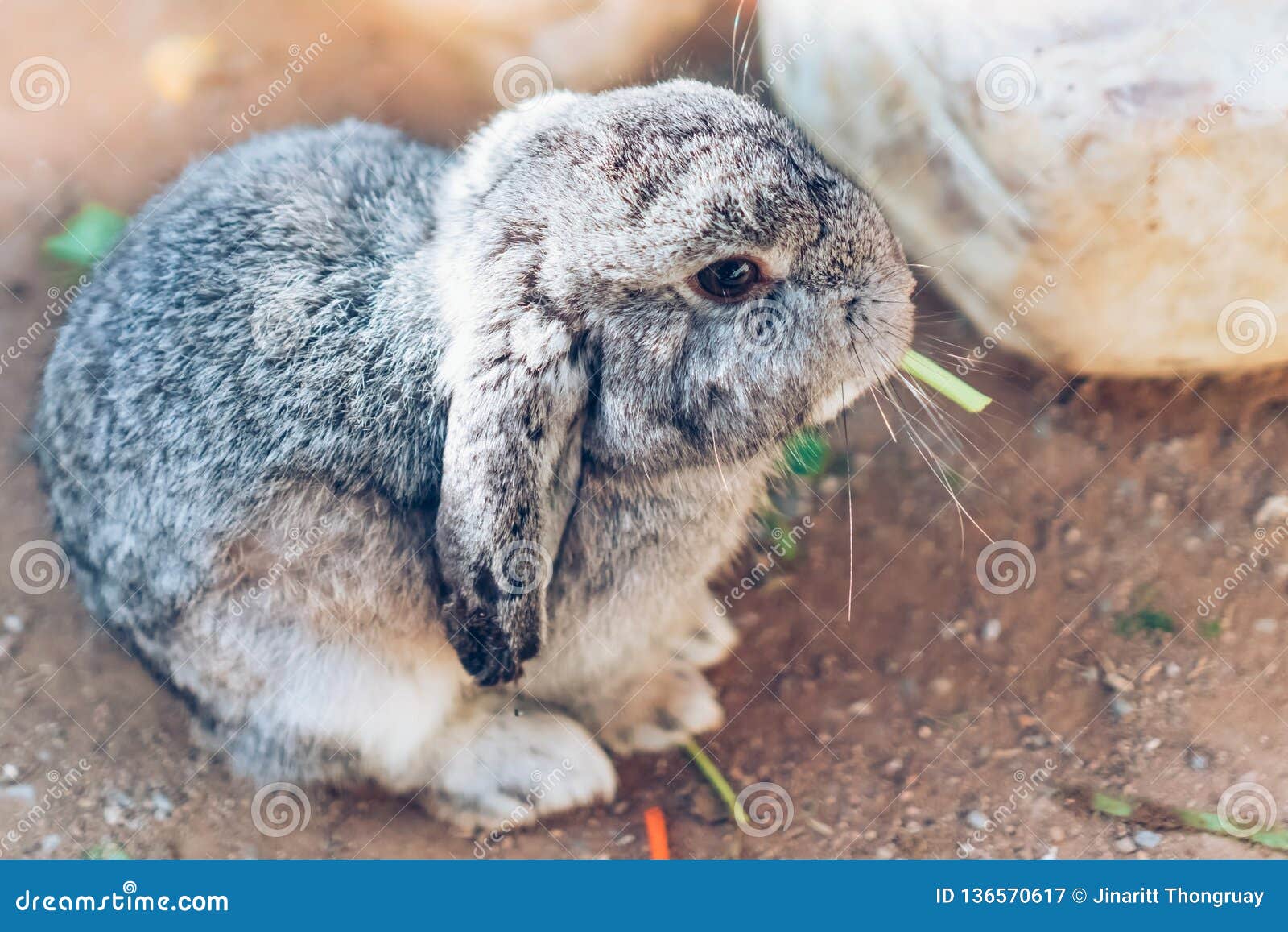 The cute rabbit is resting stock image. Image of field - 136570617