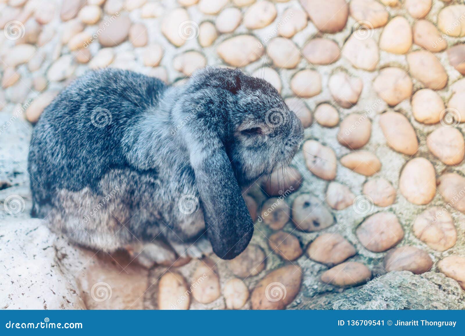 The cute rabbit is resting stock image. Image of feral - 136709541