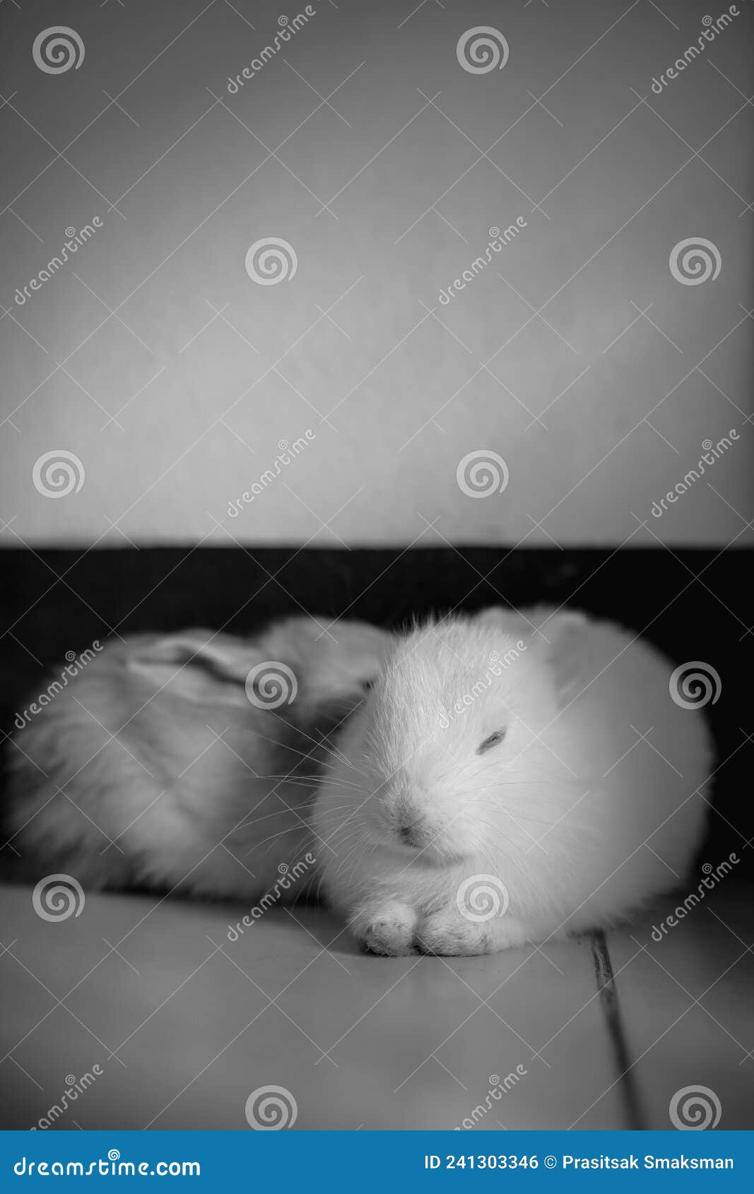Cute rabbit stock photo. Image of cute, black, white - 241303346