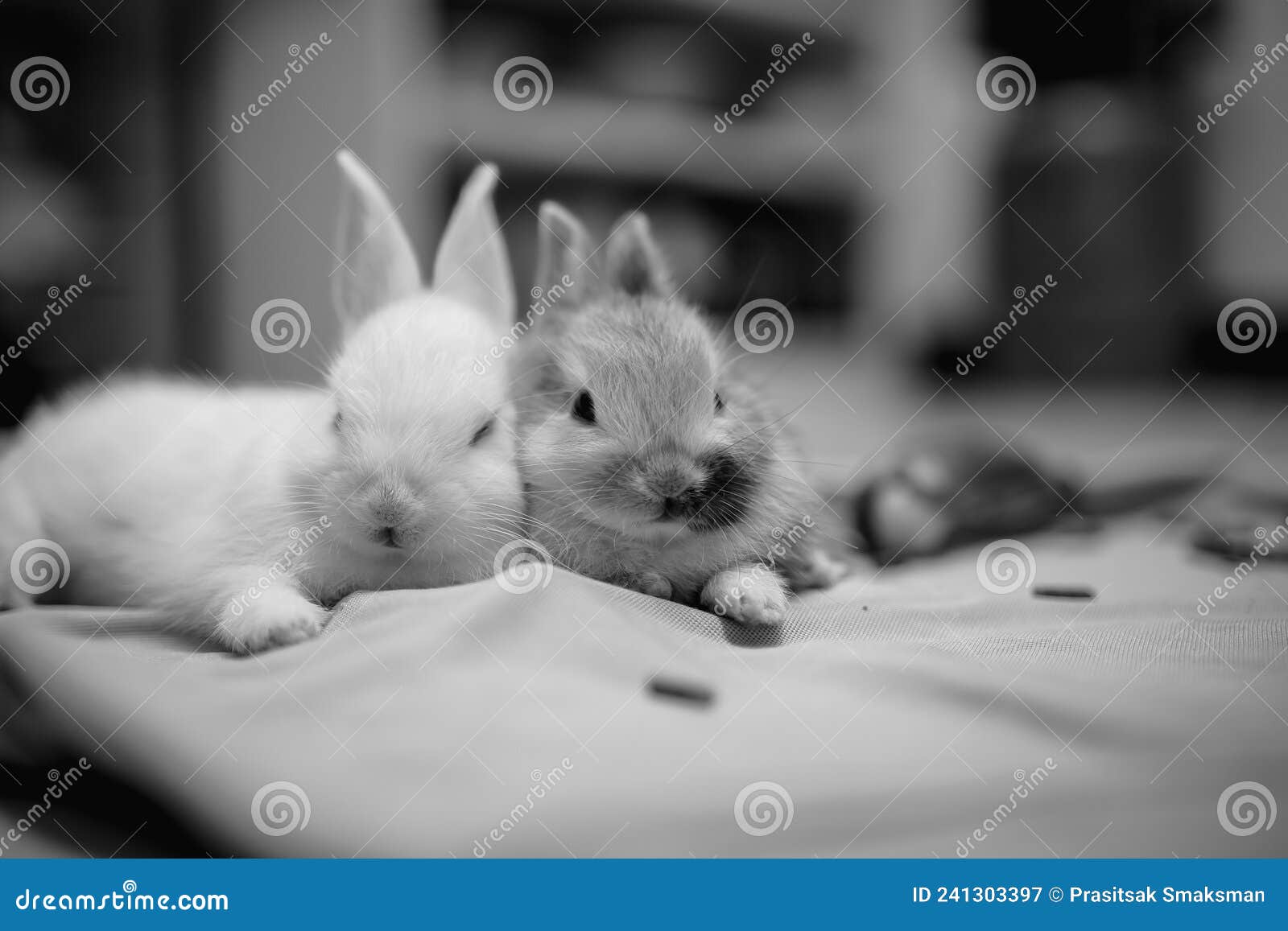 Cute rabbit stock image. Image of room, white, rabbit - 241303397