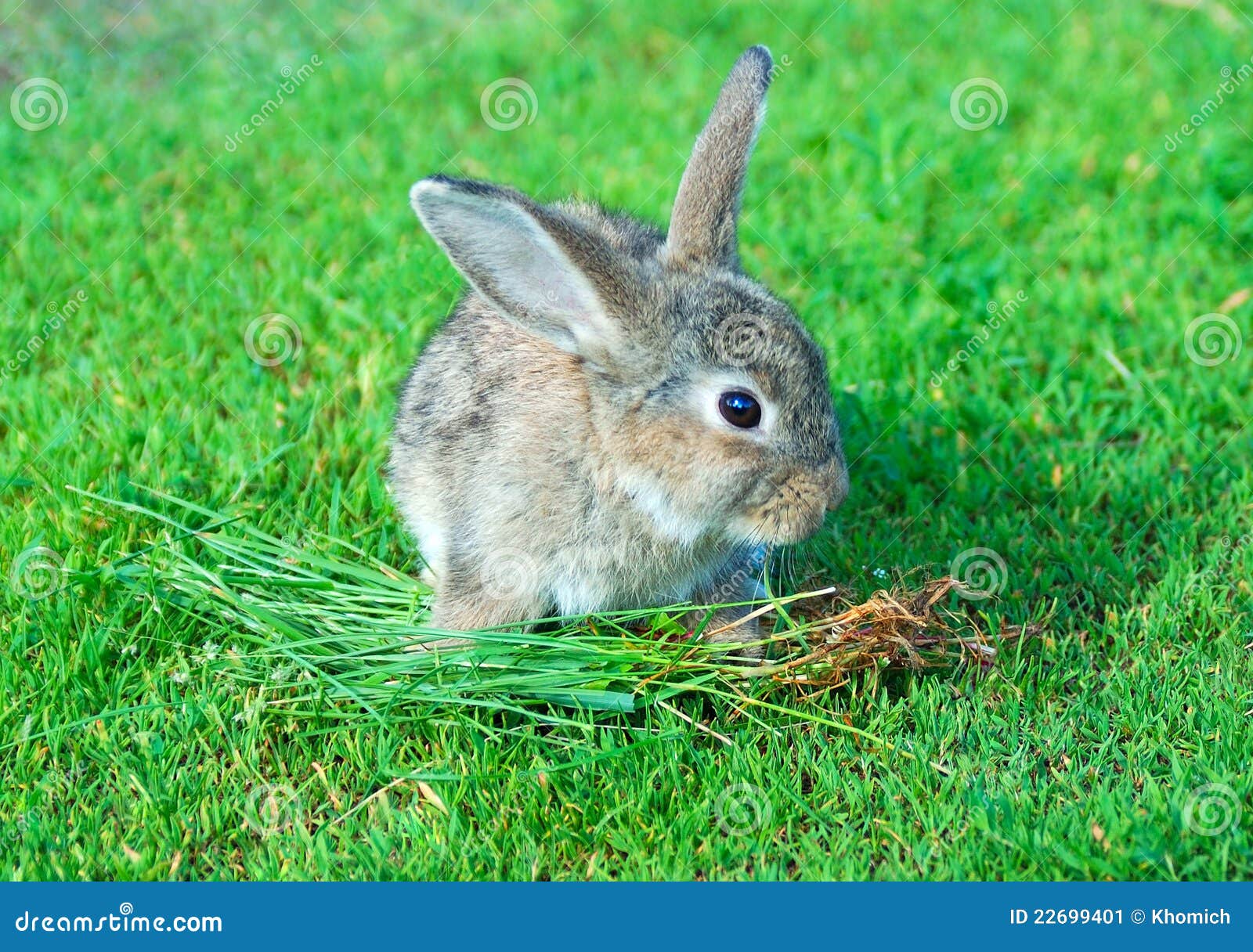 Cute Rabbit Seating on Green Grass Stock Image - Image of grey, grass ...