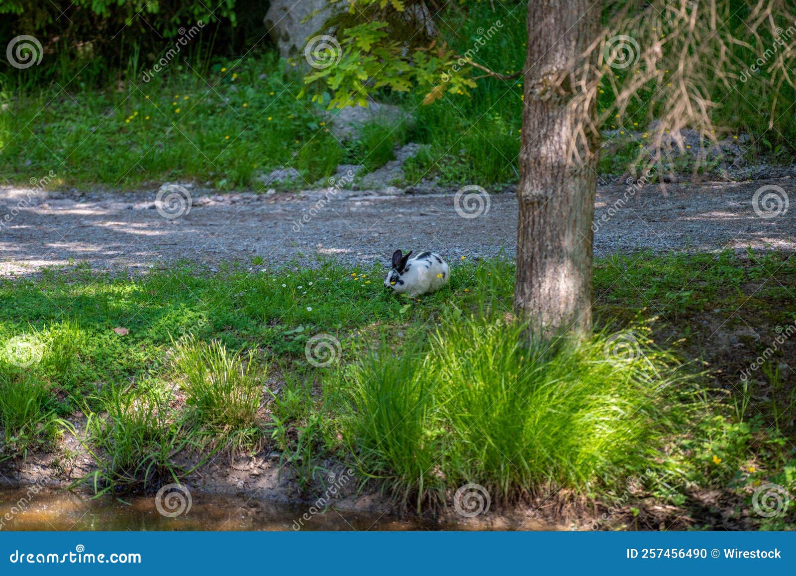 Cute Rabbit on the Shore of a River Stock Photo - Image of small, furry ...