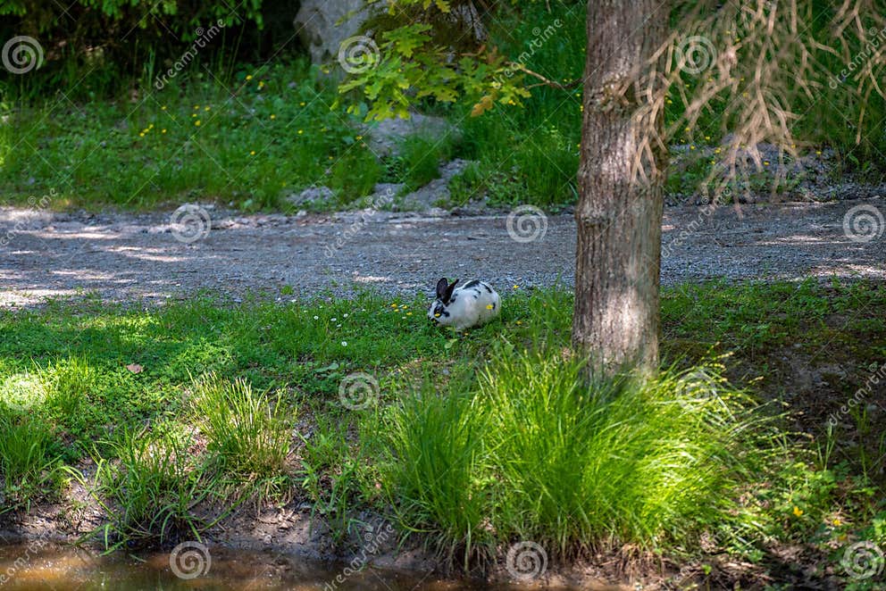 Cute Rabbit on the Shore of a River Stock Photo - Image of small, furry ...