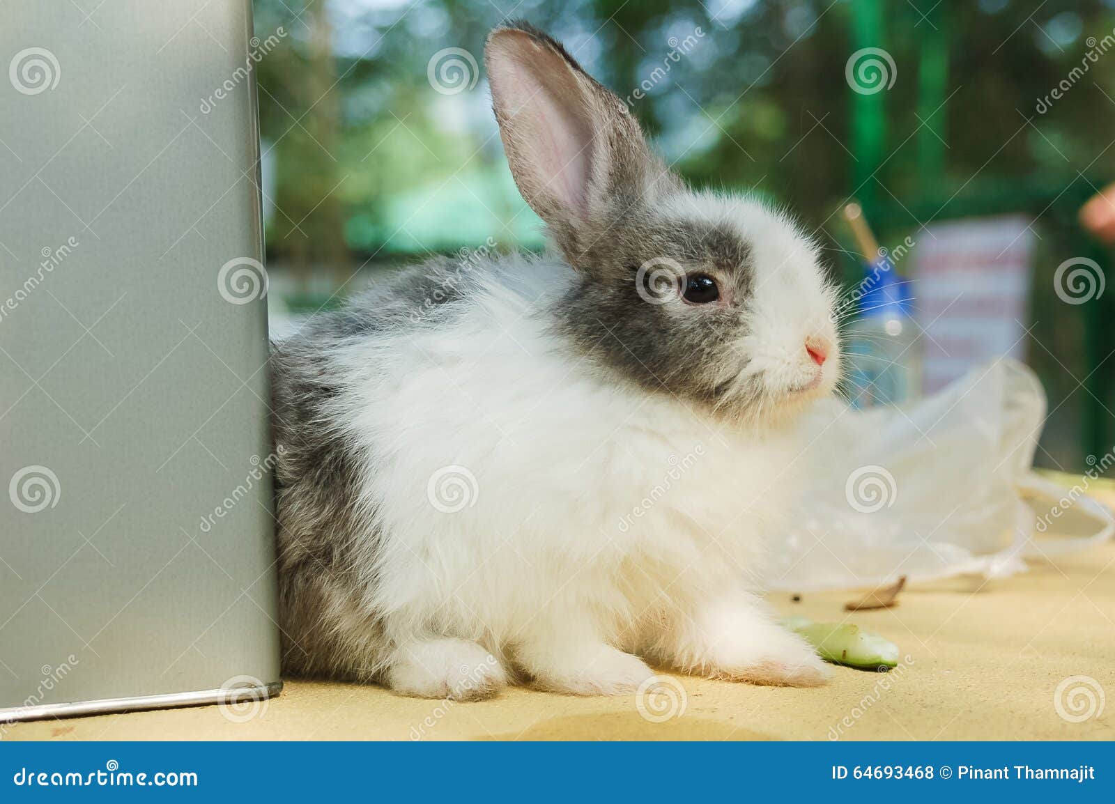 Cute rabbit sit on table. stock photo. Image of bunny - 64693468