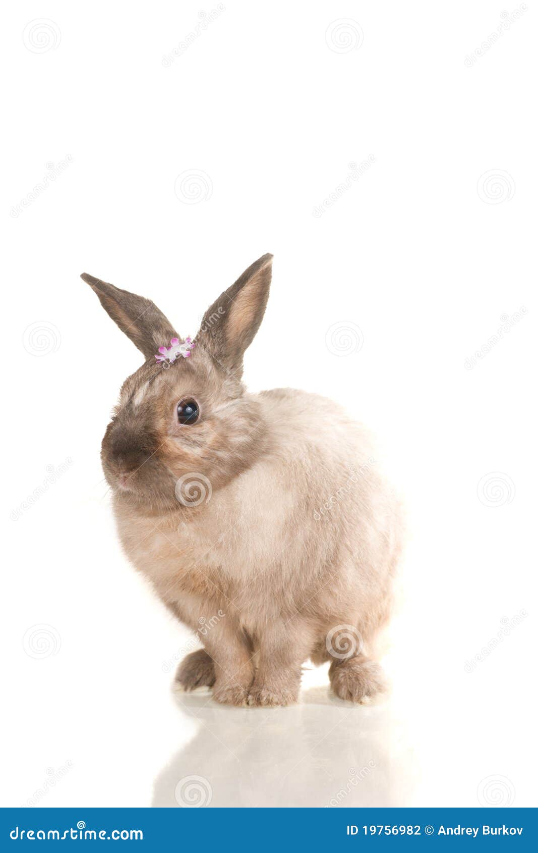 3,926 Rabbit Sit Stock Photos - Free & Royalty-Free Stock Photos from ...