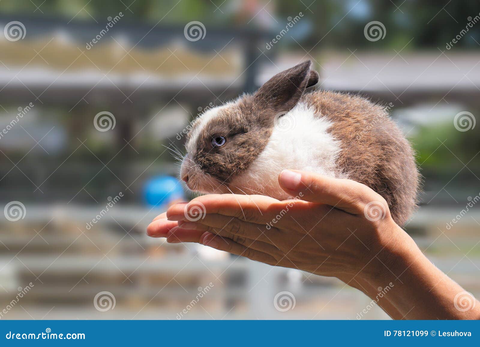 Cute rabbit stock image. Image of haired, baby, hair - 78121099