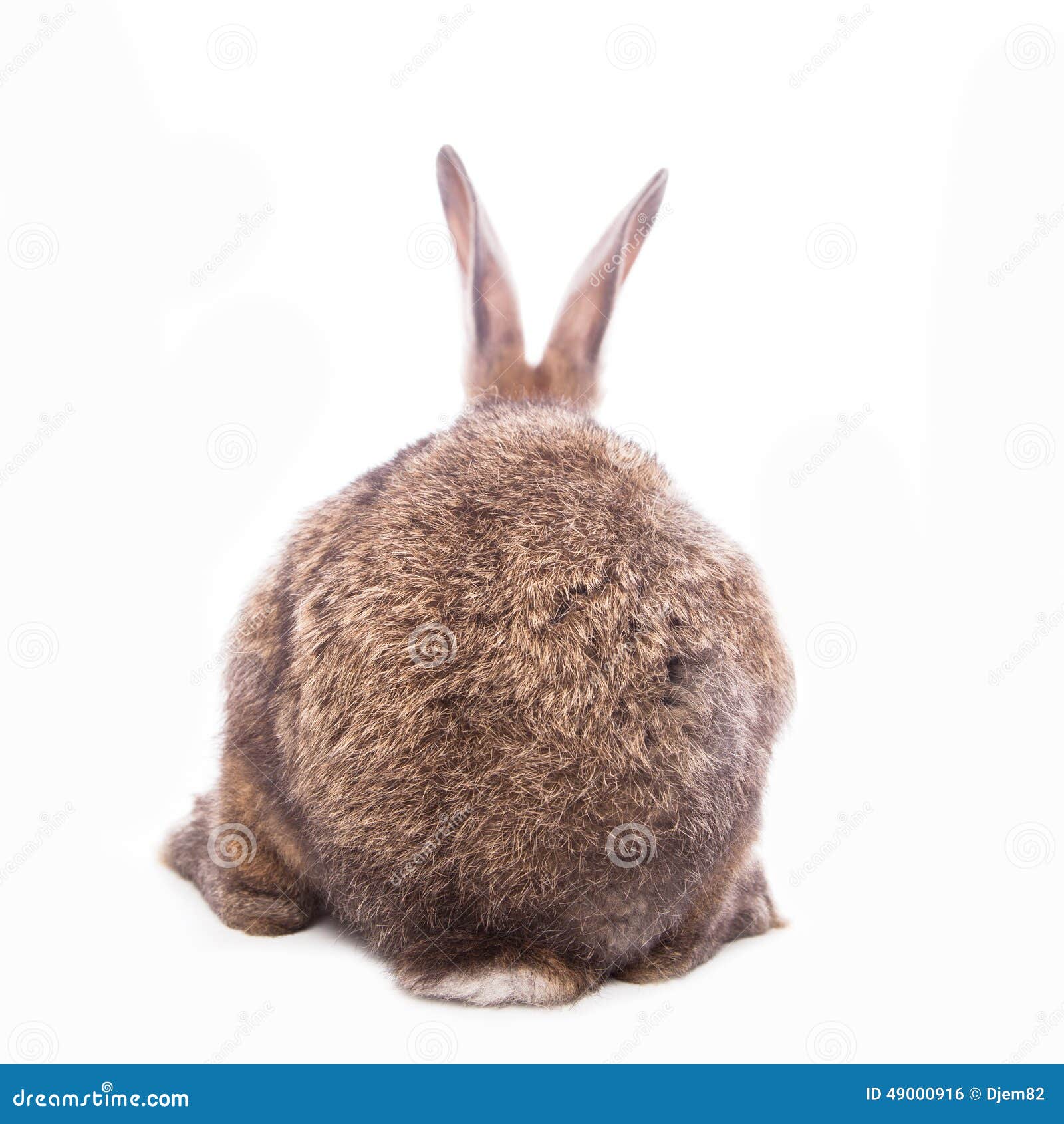 Cute rabbit stock photo. Image of lying, fluffy, hare - 49000916