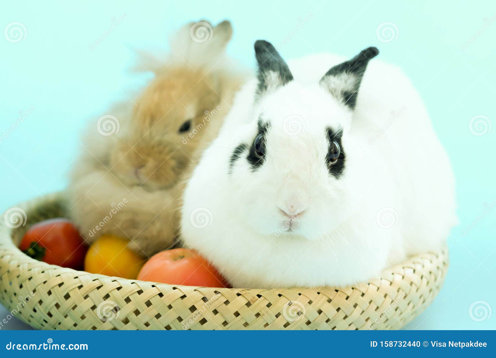 Cute Rabbit Sitting in Basket with Vegetable Stock Photo - Image of ...