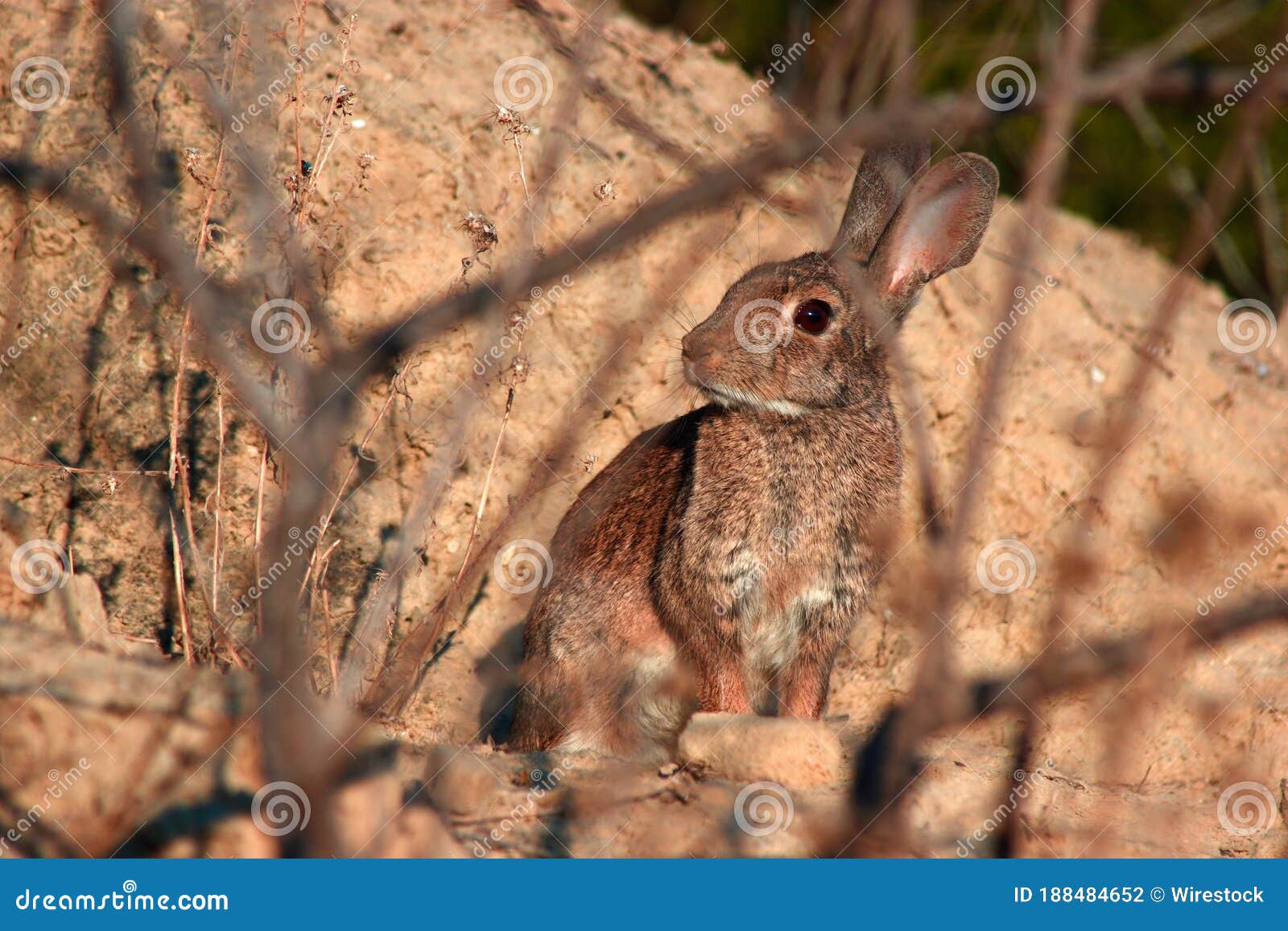 Cute Rabbit Sitting on the Ground during Daytime Stock Photo - Image of ...