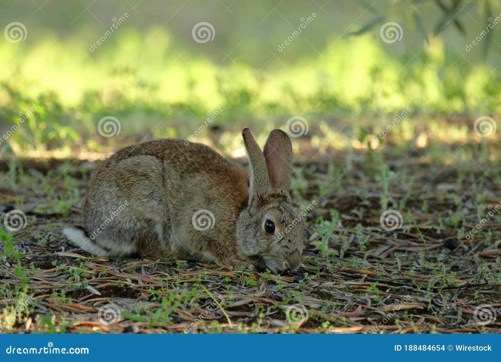 Cute Rabbit Sitting on the Ground during Daytime Stock Photo - Image of ...