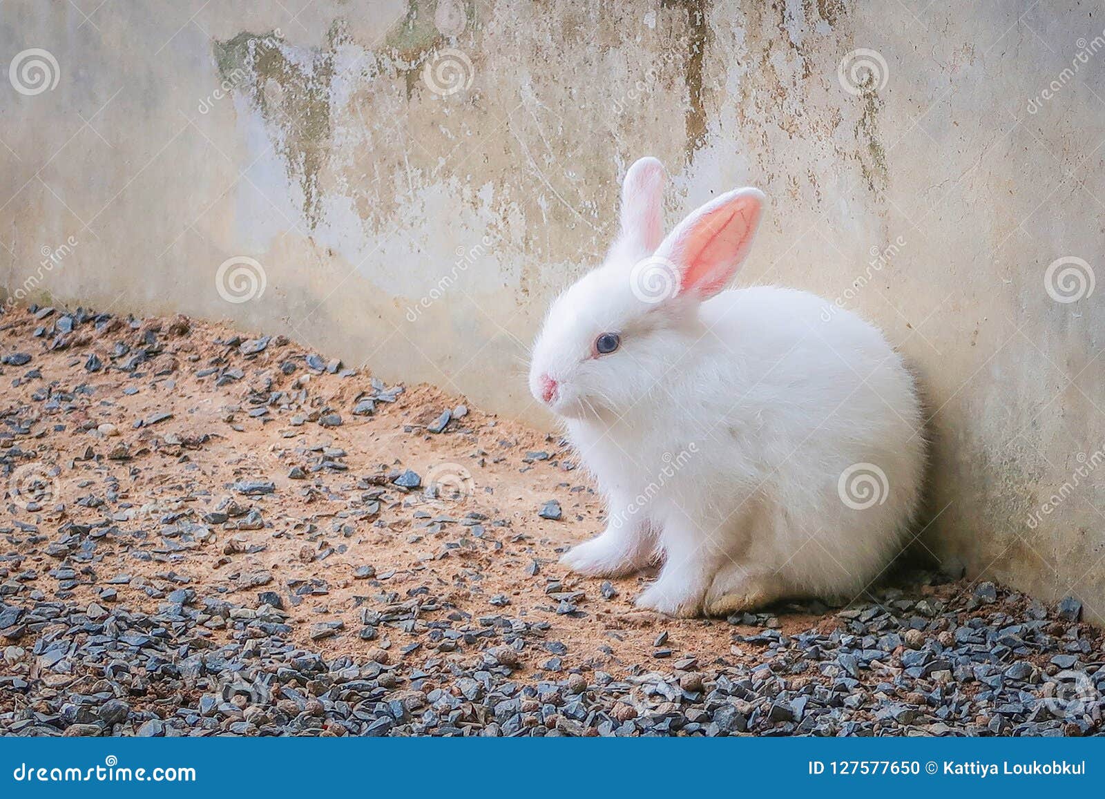 Cute Rabbit Sitting on the Ground Stock Photo - Image of cute, stone ...