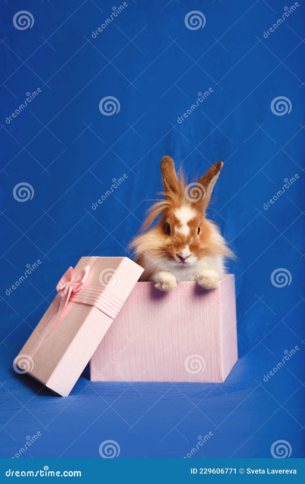 A Cute Rabbit Sitting in a Pink Present Box with Blue Background. Stock ...