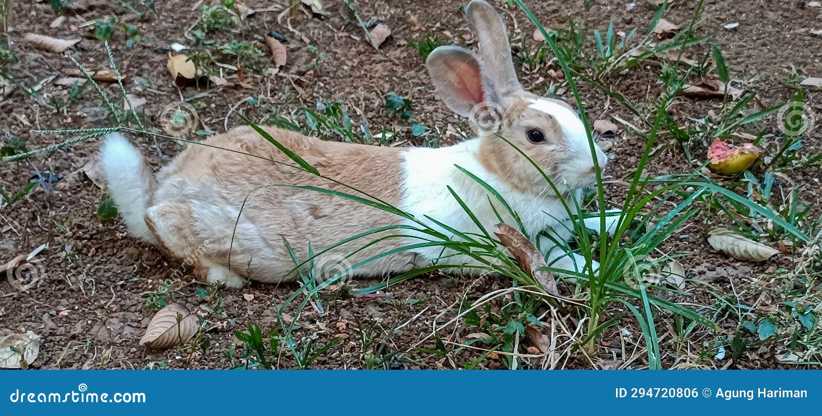 A Cute Rabbit is Sitting Relaxed Stock Photo - Image of cute, relaxed ...