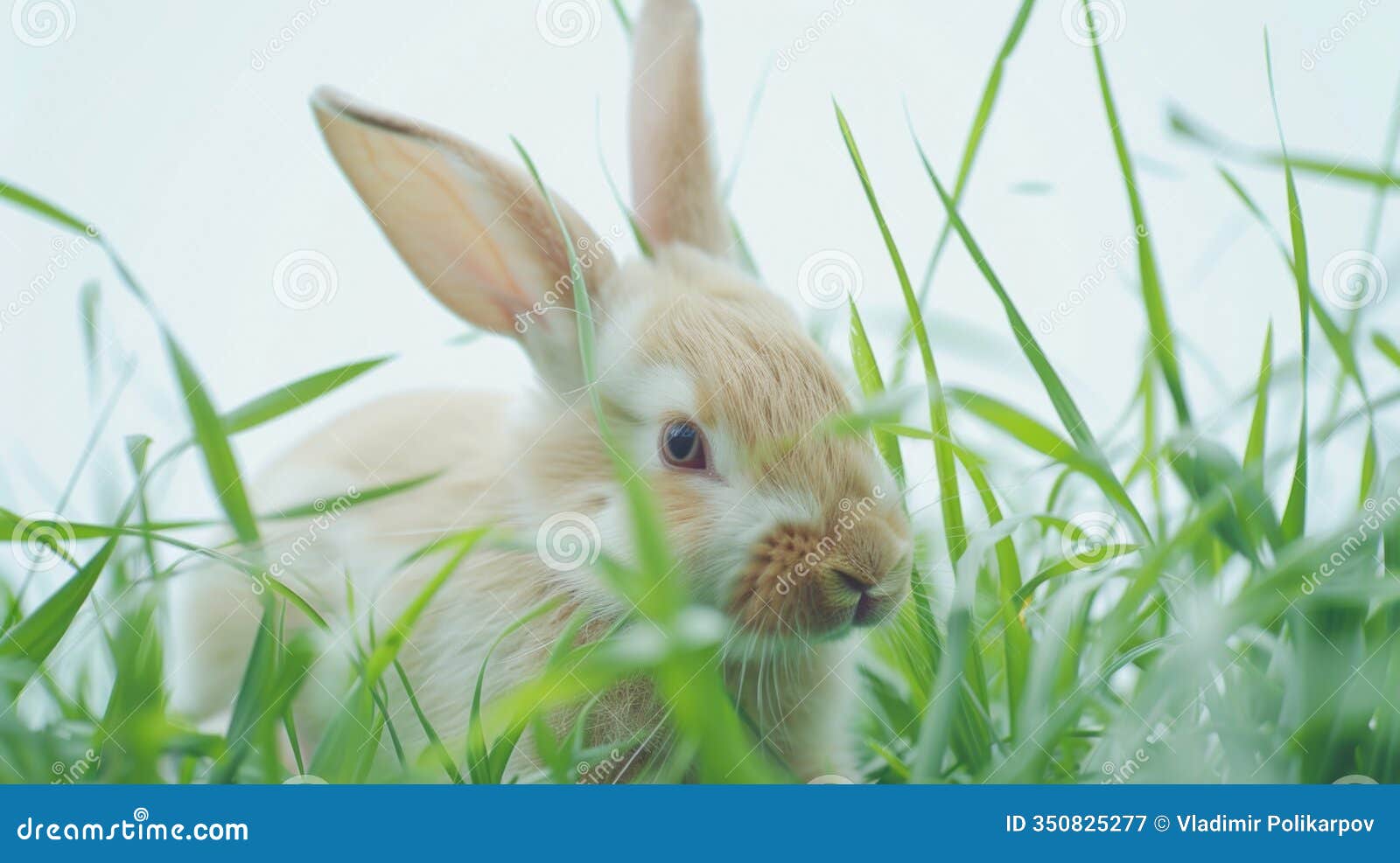 A Cute Rabbit Sitting in Tall Grass. Perfect for Nature or Animal ...