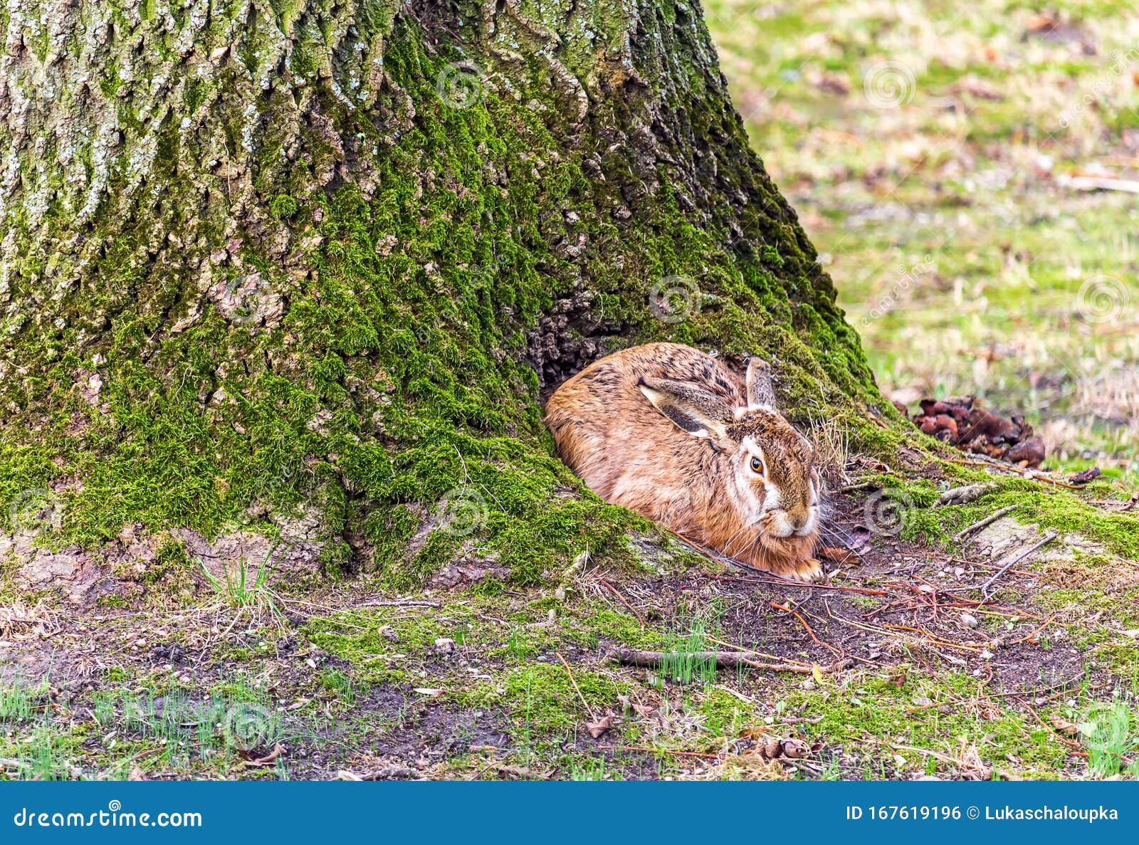 Cute Rabbit Sitting in Tree, Hide in Tree Root Stock Photo - Image of ...