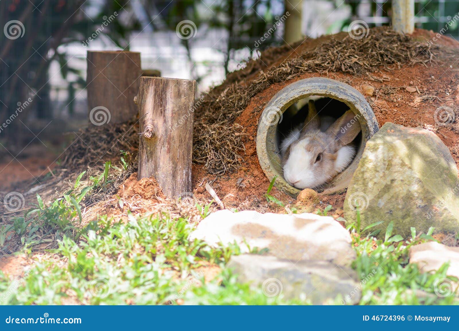 Cute Rabbit Sleep in Cavity Stock Photo - Image of green, wild: 46724396