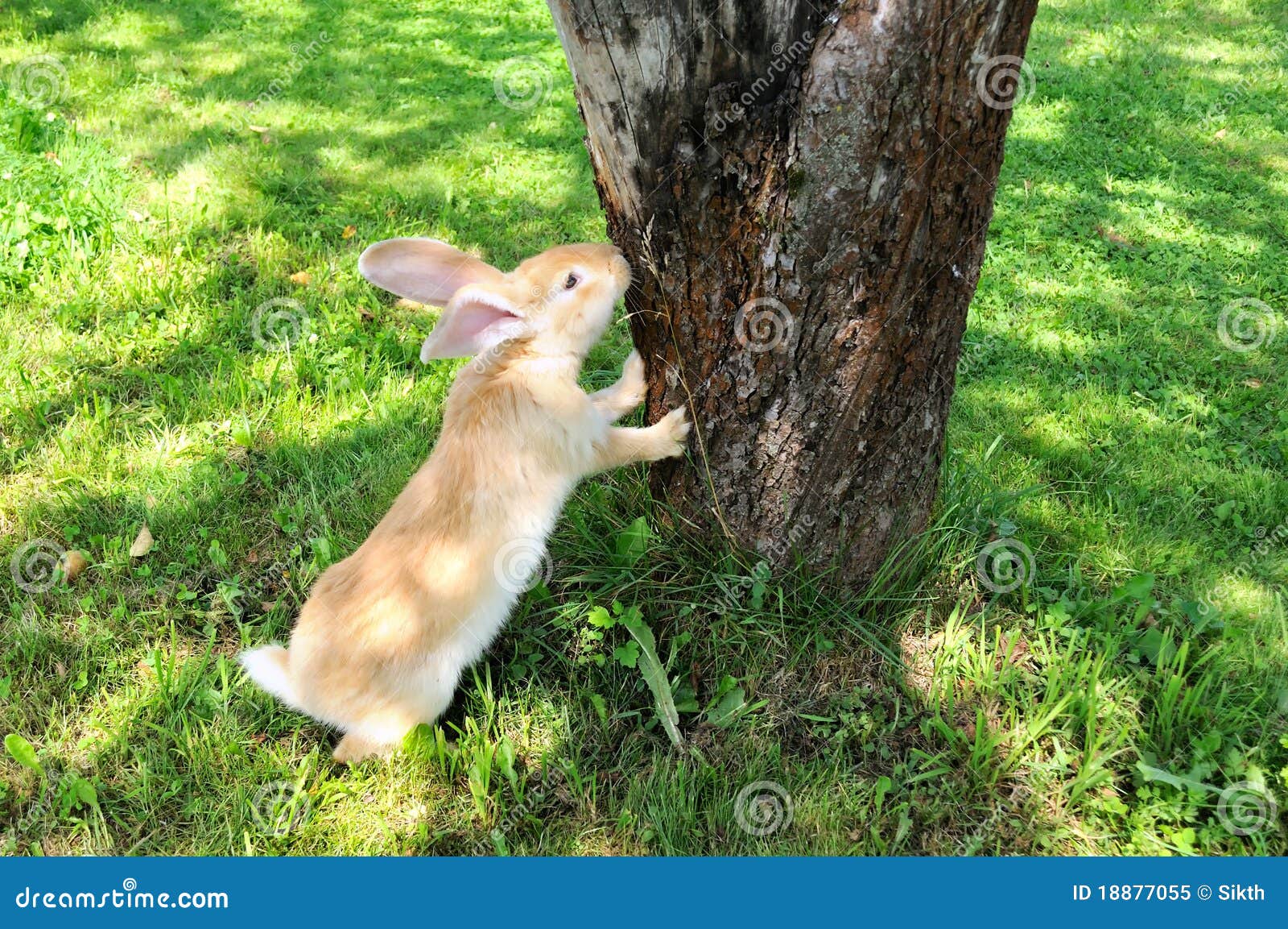 Cute Rabbit Standing on Hind Legs Stock Image - Image of nature ...