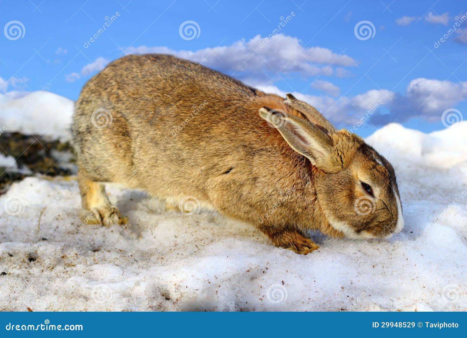 Cute Rabbit in the Melting Spring Snow Stock Image - Image of blue ...