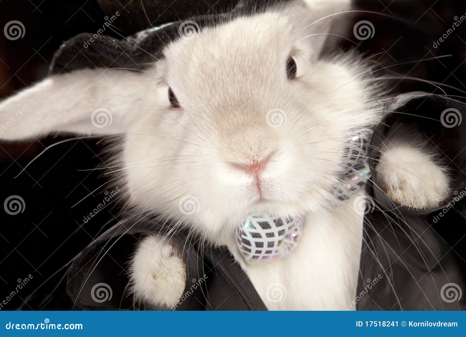 Cute Rabbit in Top Hat and Bowtie Stock Image - Image of show, clothing ...