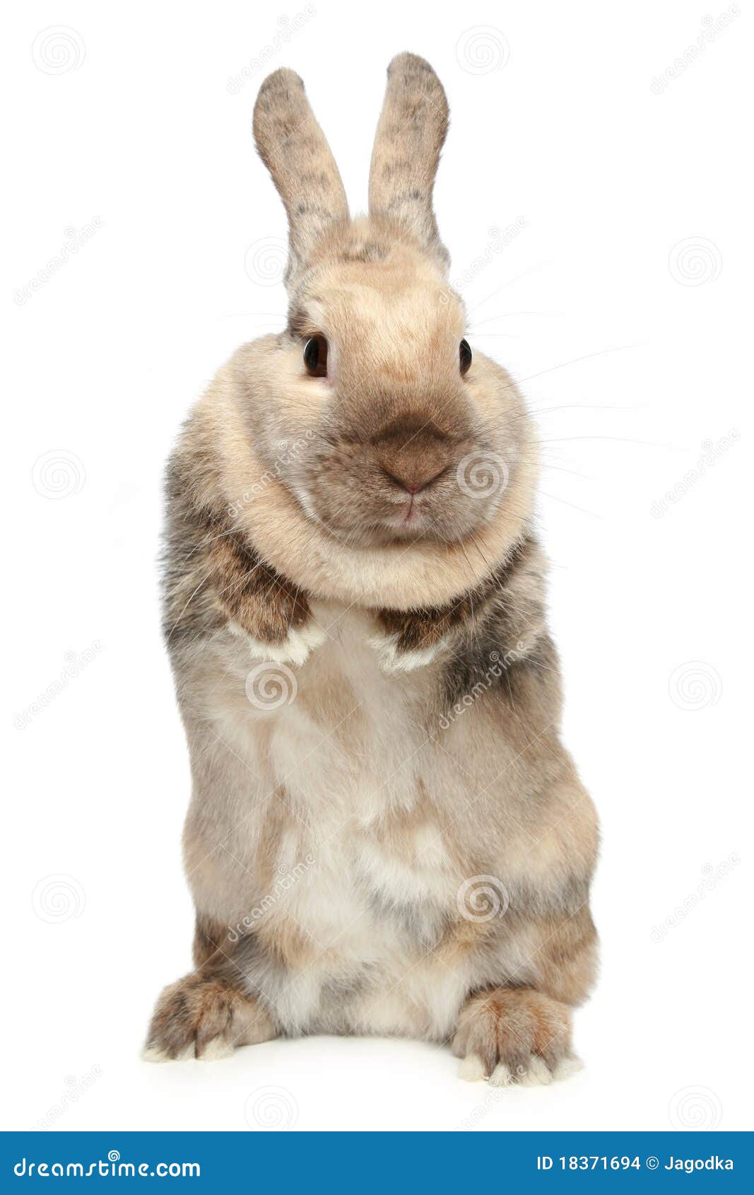 Cute Rabbit on a White Background Stock Photo - Image of cony, primate ...