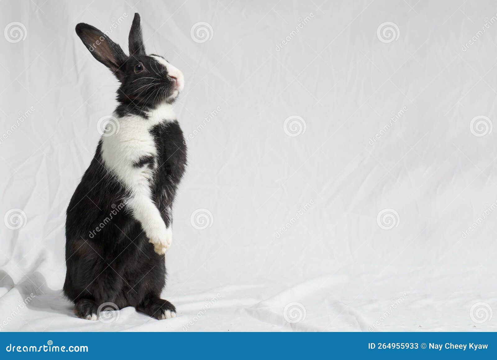Cute Rabbit with White Background Stock Image - Image of lovely ...