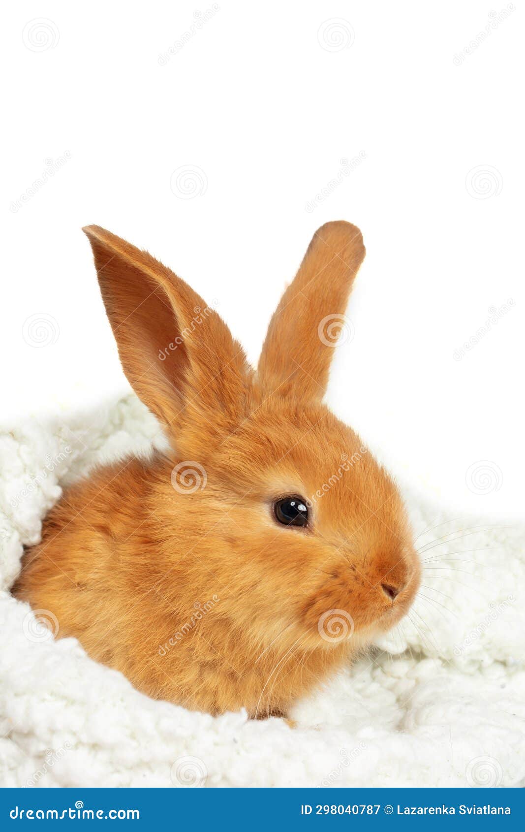 A cute rabbit is wrapped stock image. Image of looking - 298040787