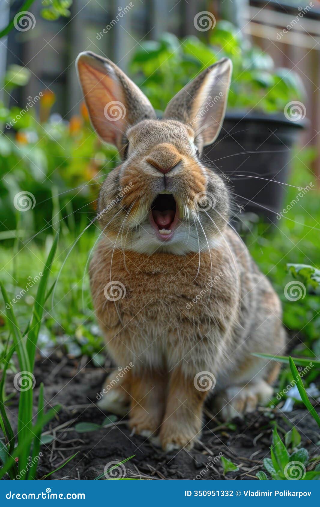 A Cute Rabbit Yawning in the Grass, Perfect for Nature Themes Stock ...