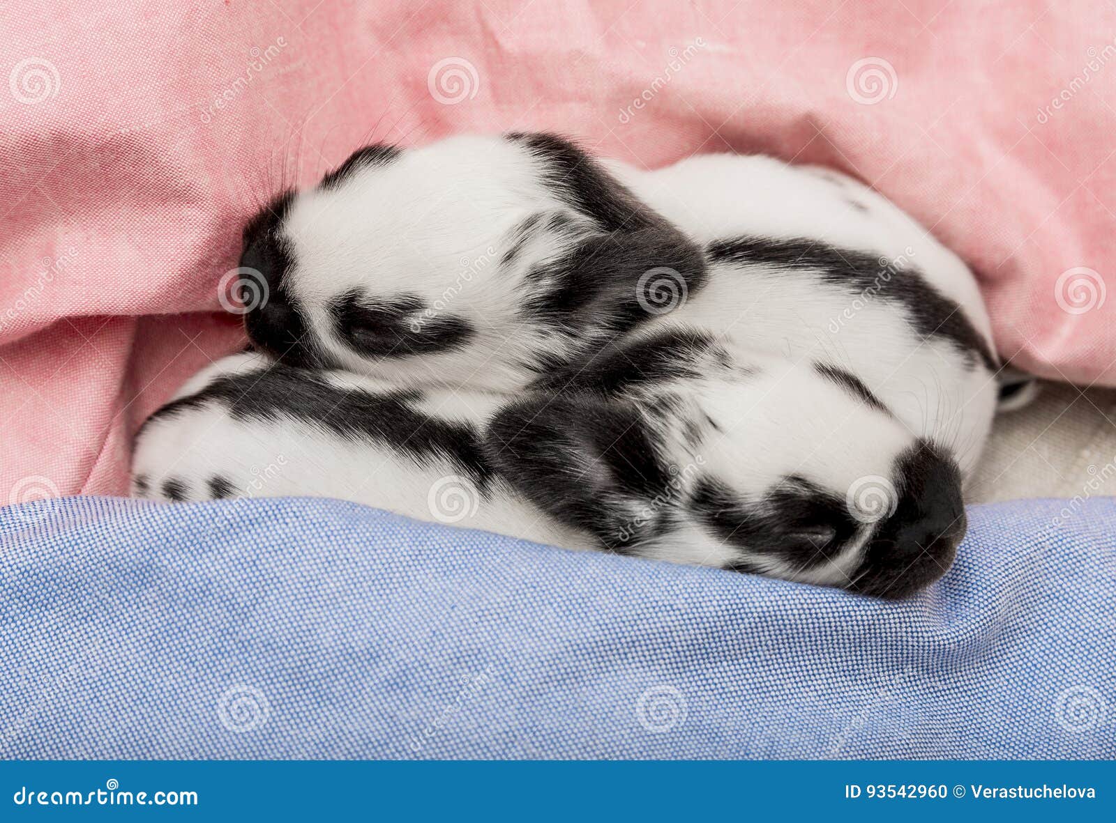 Cute rabbits babies stock photo. Image of animal, babies - 93542960
