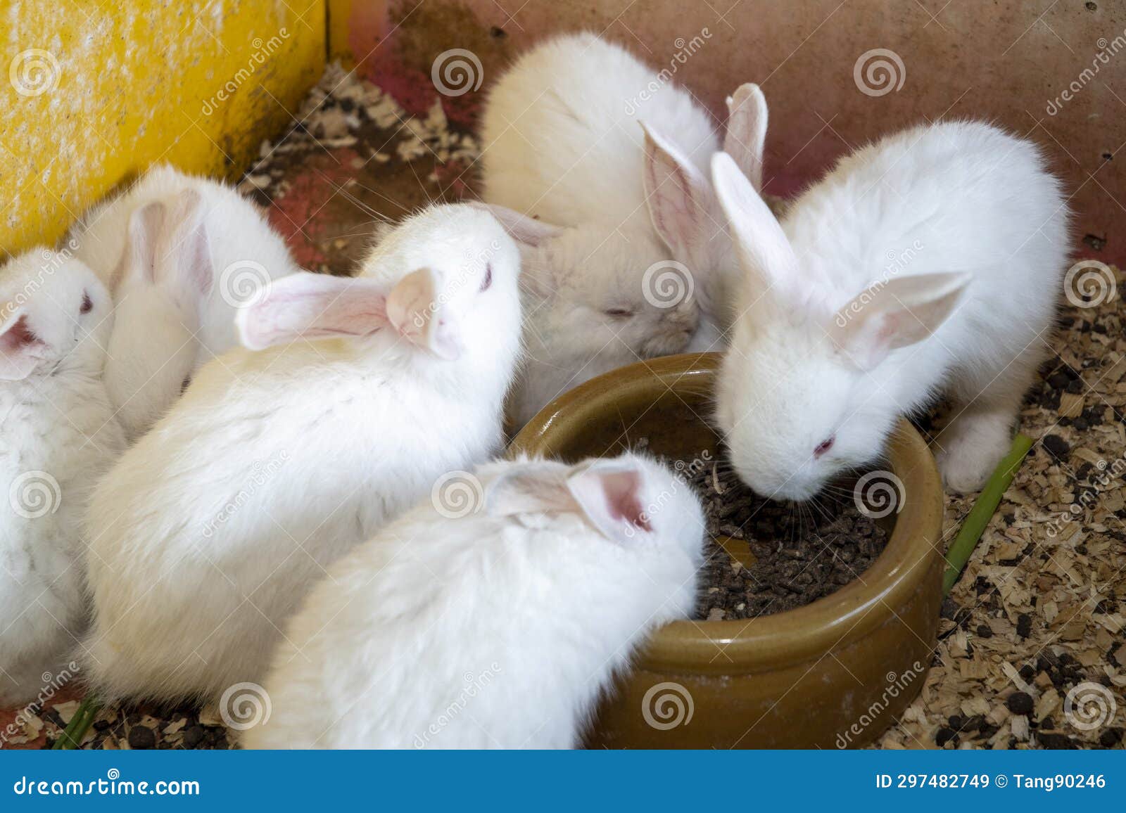Cute Rabbits in Barn on a Farm Stock Image - Image of hutch, rabbit ...
