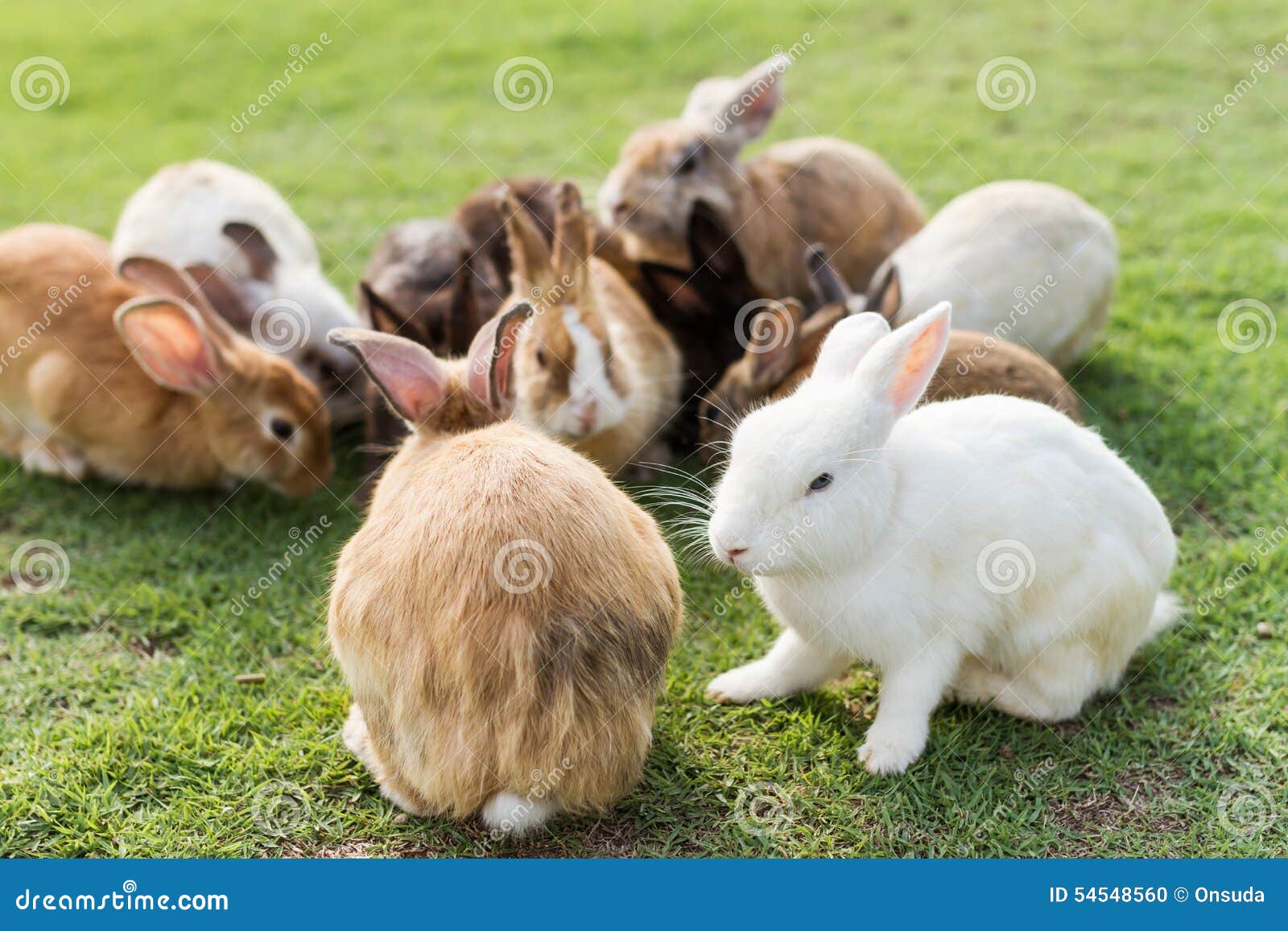 Cute rabbits in garden stock photo. Image of soft, outdoor - 54548560