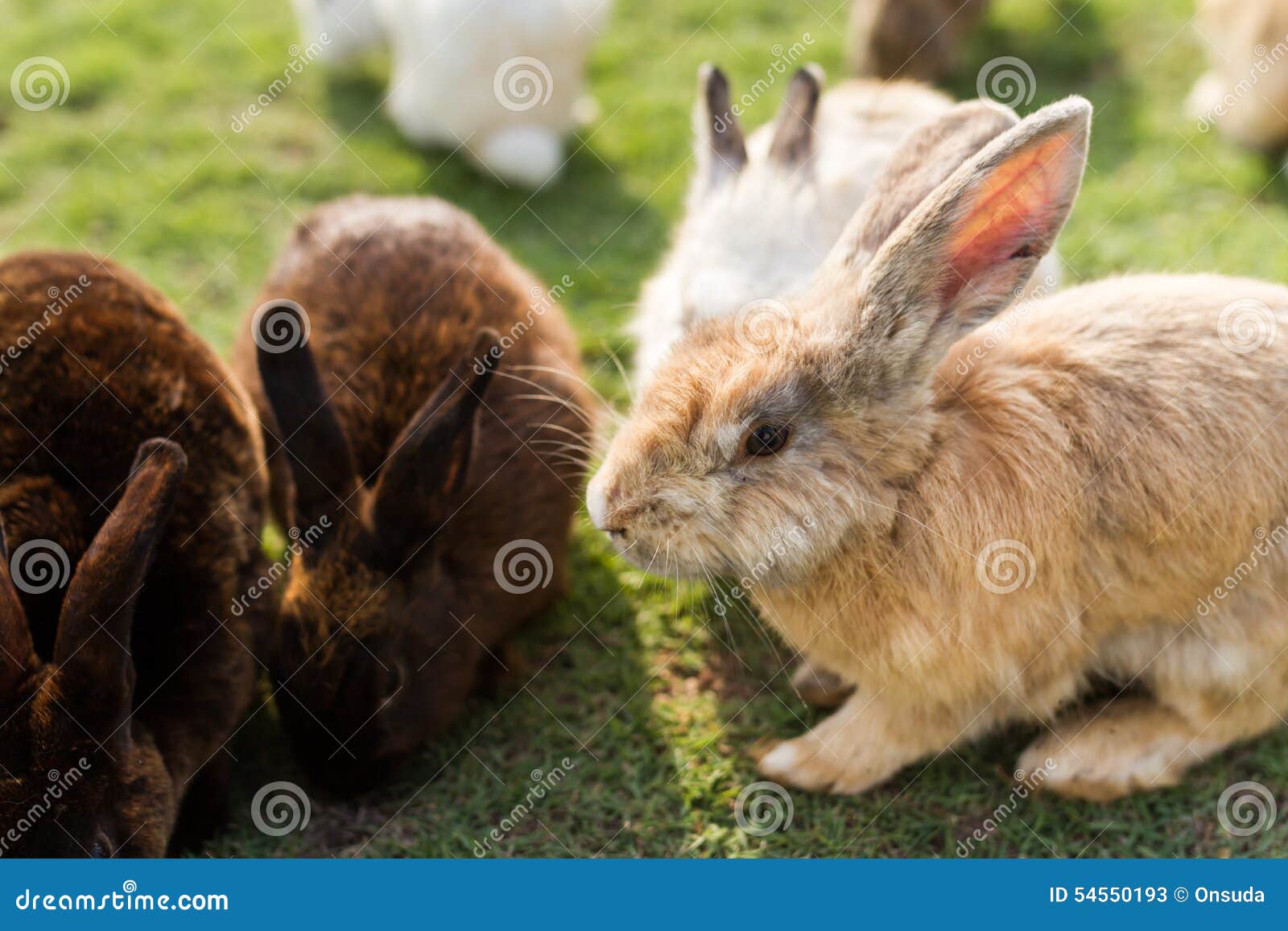 Cute rabbits in garden stock image. Image of feeding - 54550193