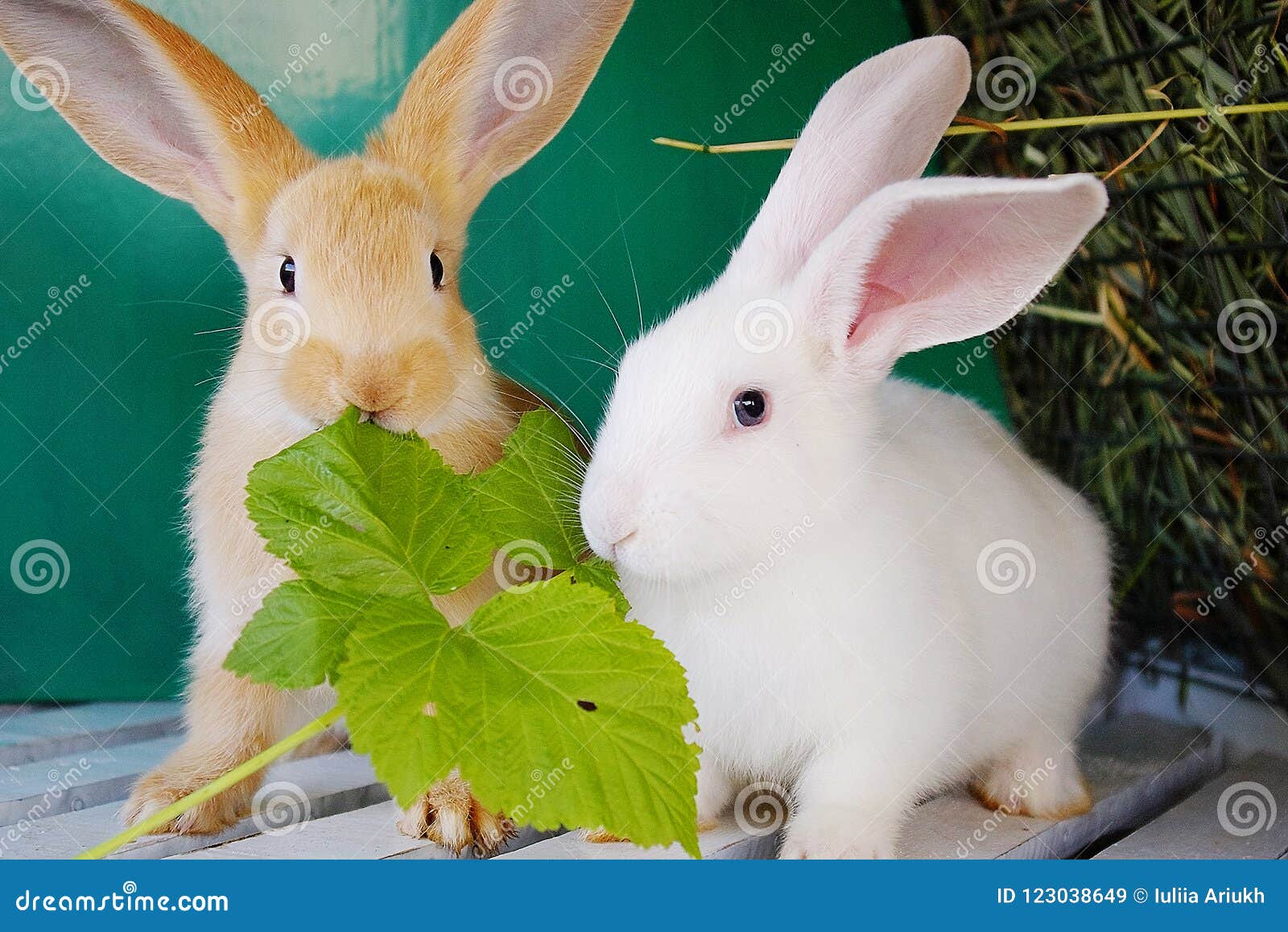 Cute Rabbits Jestering Raspberry Leaf Stock Image - Image of furry ...