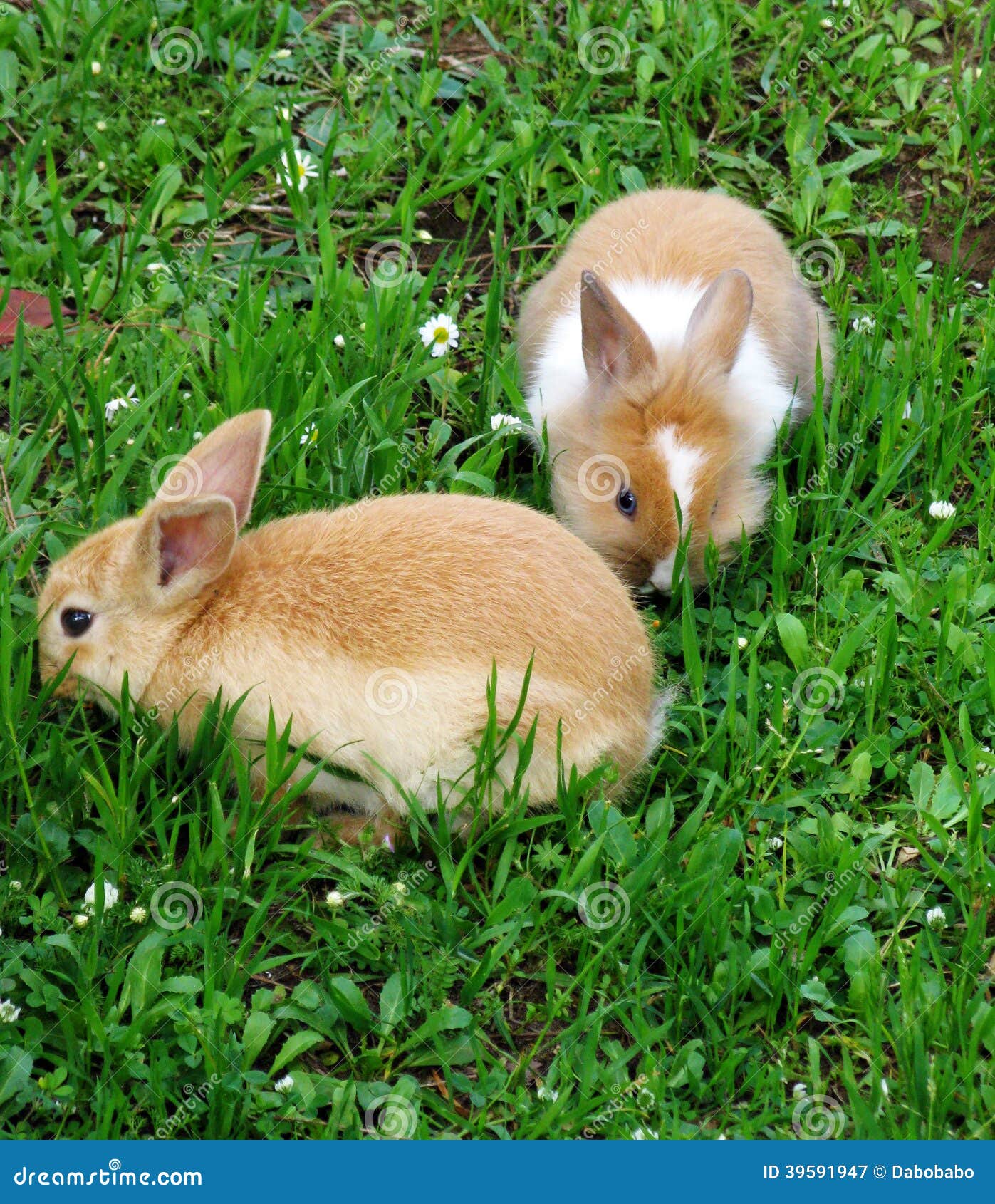 Cute rabbits stock image. Image of rabbit, animal, small - 39591947