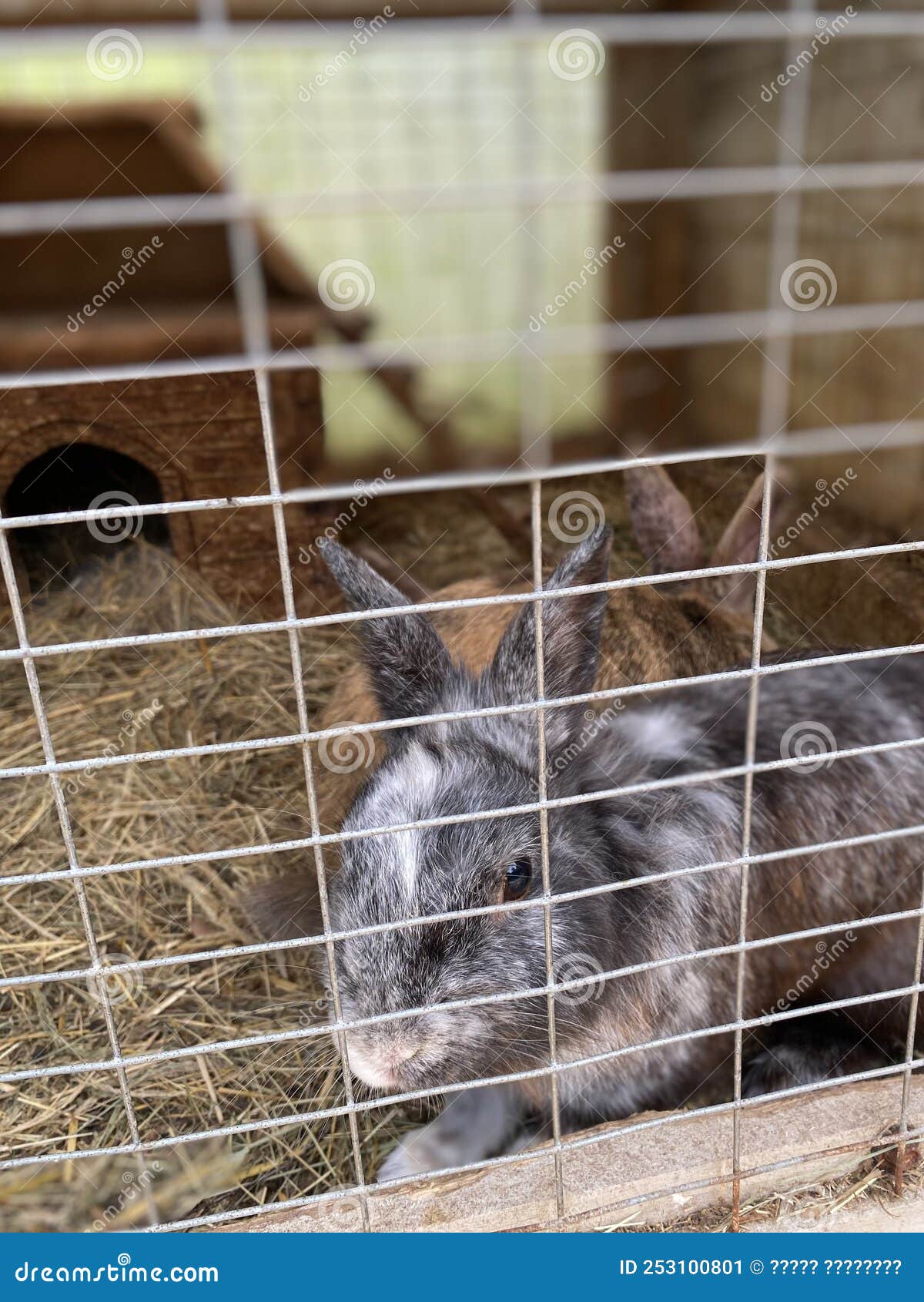 Cute rabbits in nature stock image. Image of wildlife - 253100801
