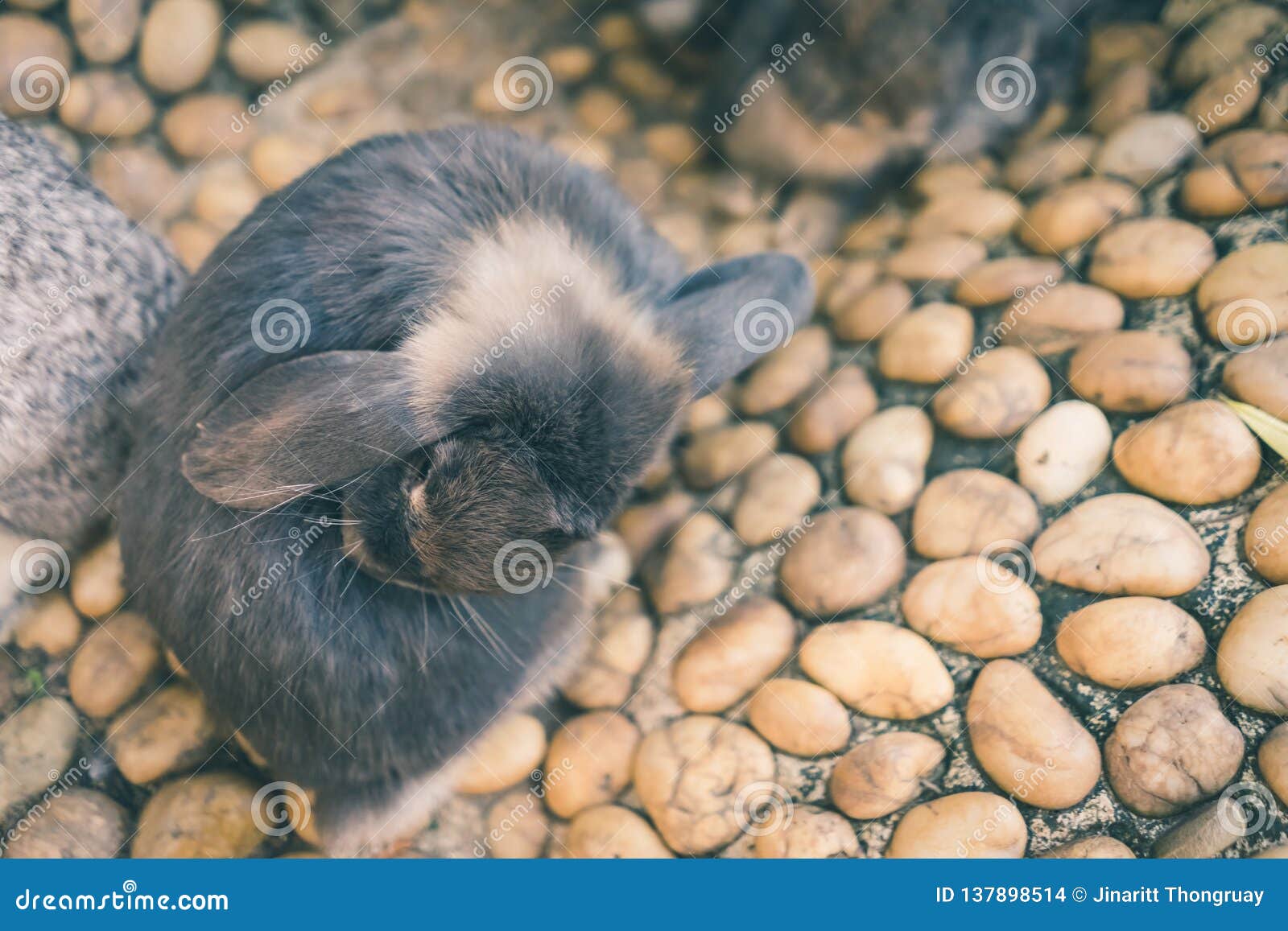 The cute rabbit is resting stock photo. Image of garden - 137898514
