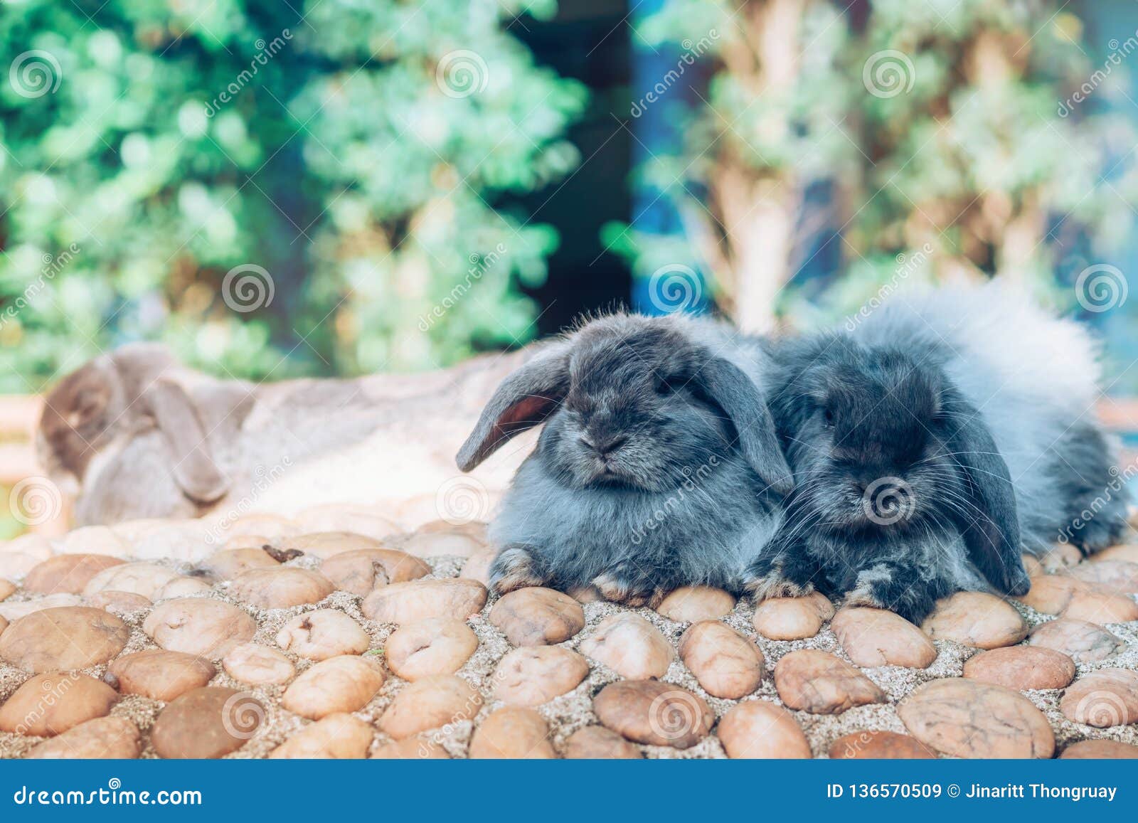 The Cute Rabbits are Resting Stock Image - Image of alone, furry: 136570509