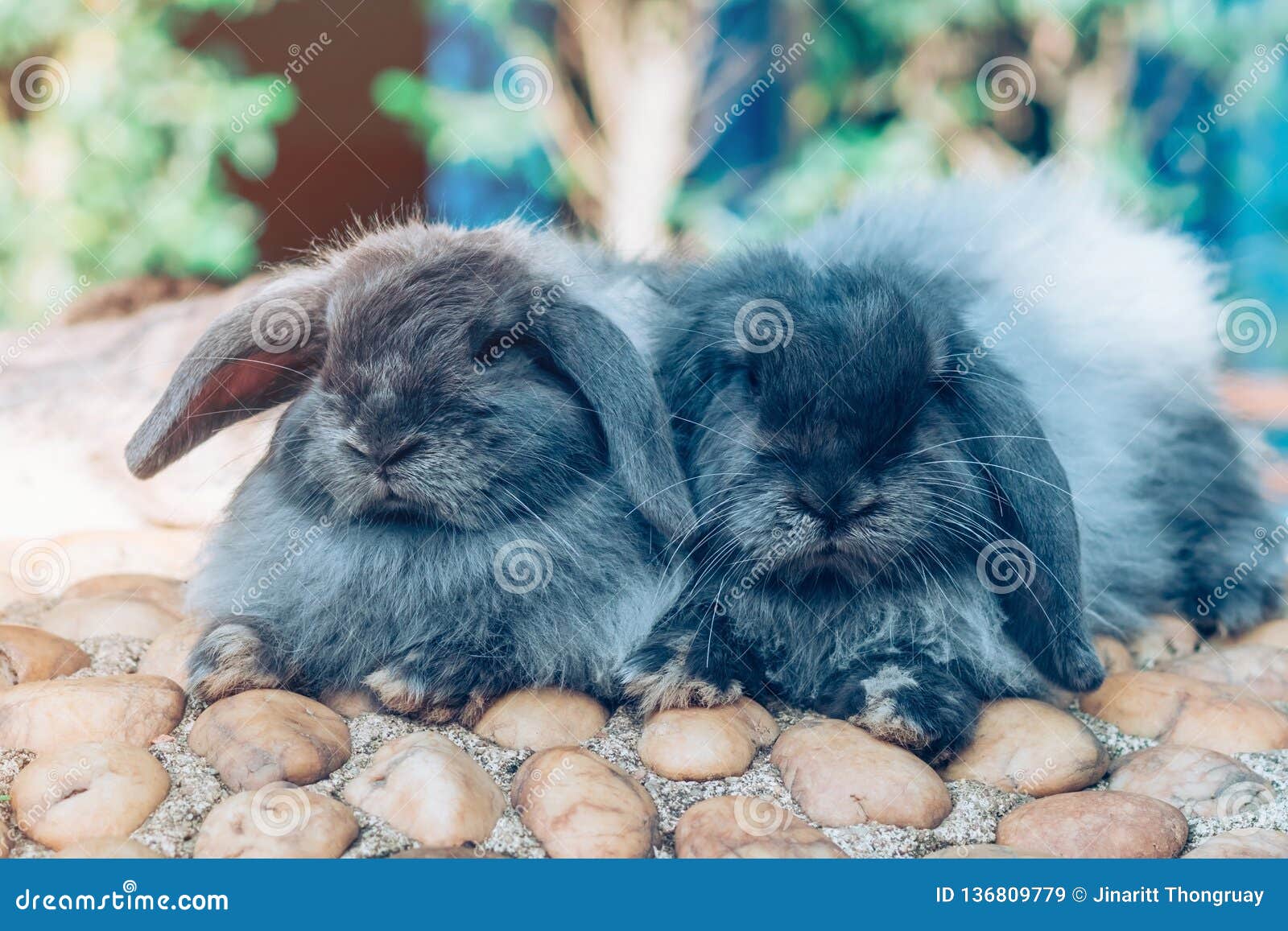 The Cute Rabbits are Resting Stock Image - Image of animal, cuniculus ...