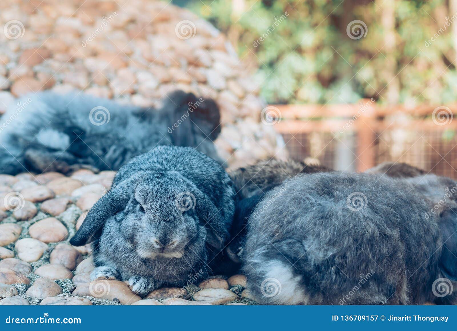 The Cute Rabbits are Resting Stock Image - Image of hare, alone: 136709157
