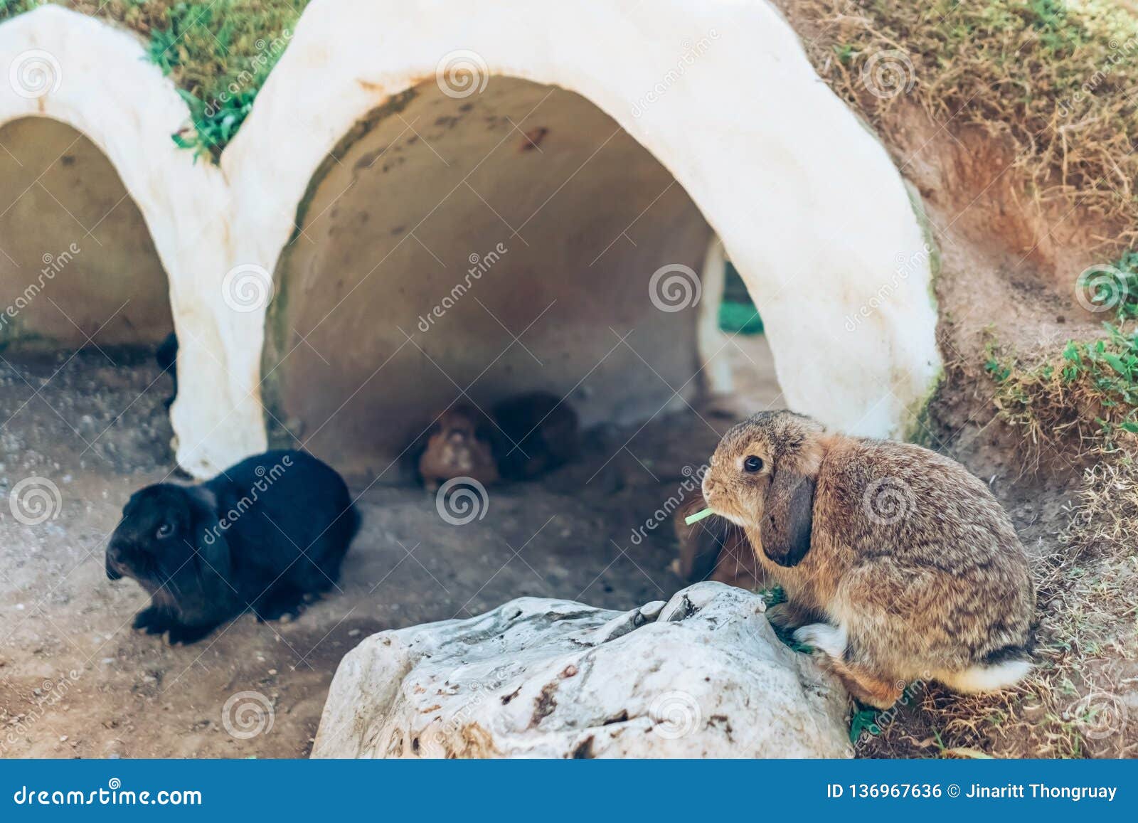 The cute rabbit is resting stock photo. Image of feeding - 136967636